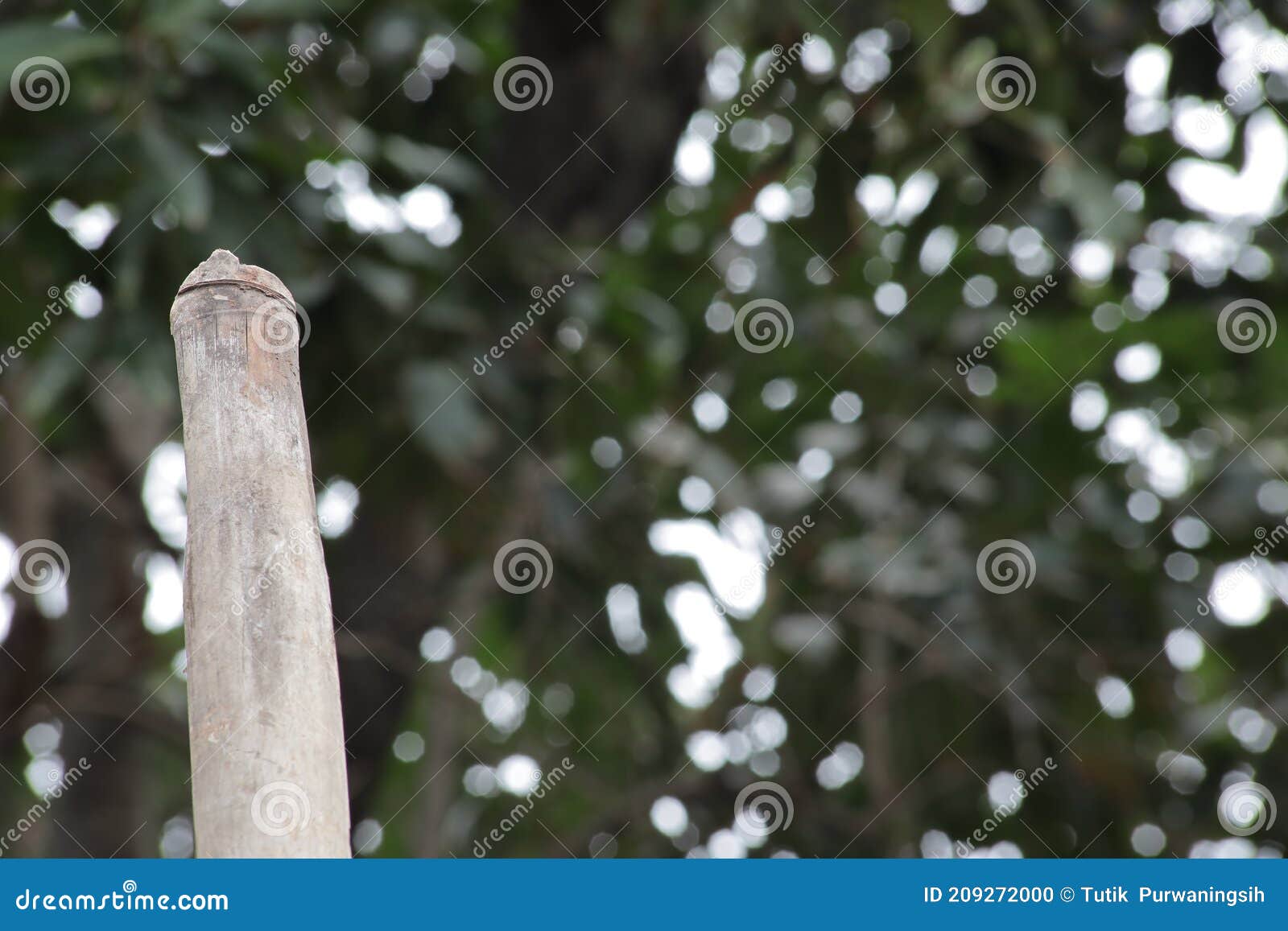 Crack Of Bamboo Pole At Blur And Bokeh Tree Green Background Royalty ...
