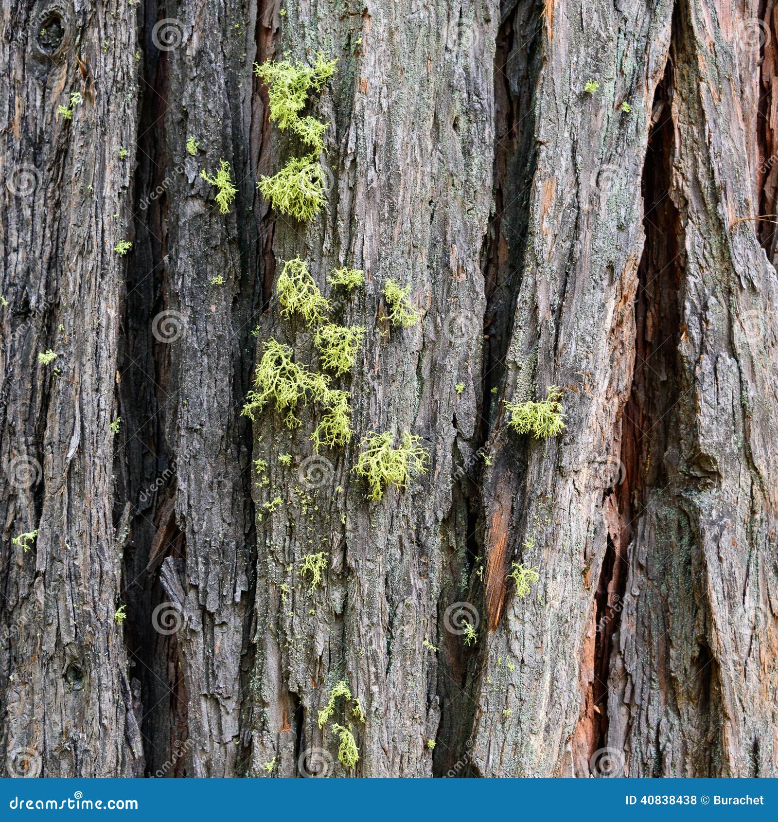 Crack of Bark and Moss stock photo. Image of green, park - 40838438
