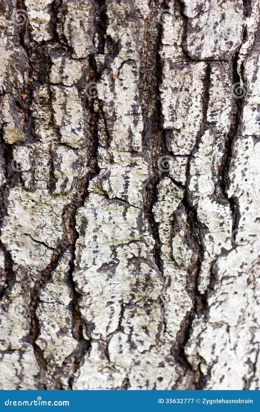 Crack Bark Texture. stock image. Image of covering, lumber - 35632777