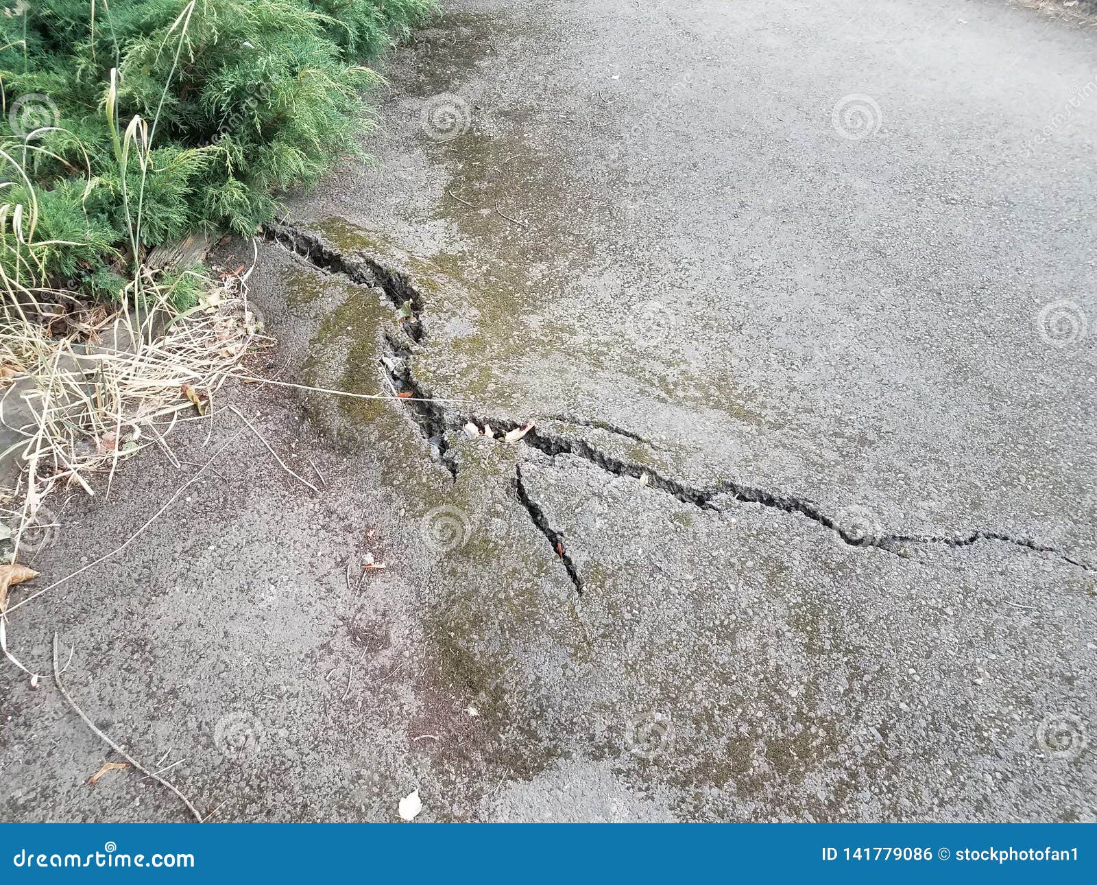Crack or Damage from Tree Root in Black Asphalt Stock Photo - Image of ...