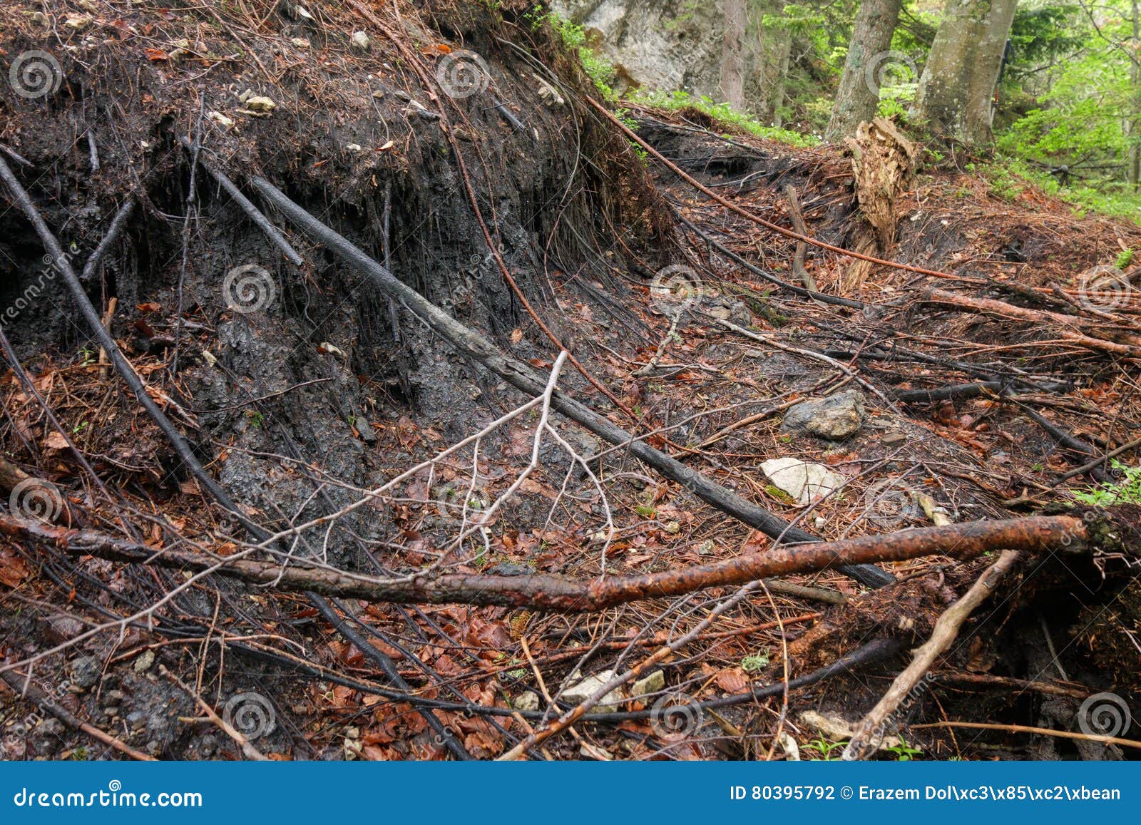 Crack in the Earth and Pulled Tree Roots, Consequence of a Lands Stock ...