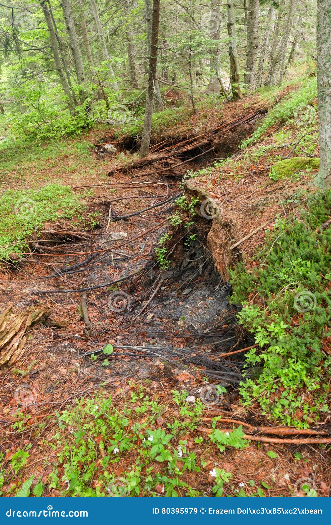 Crack in the Earth and Pulled Tree Roots, Consequence of a Lands Stock ...
