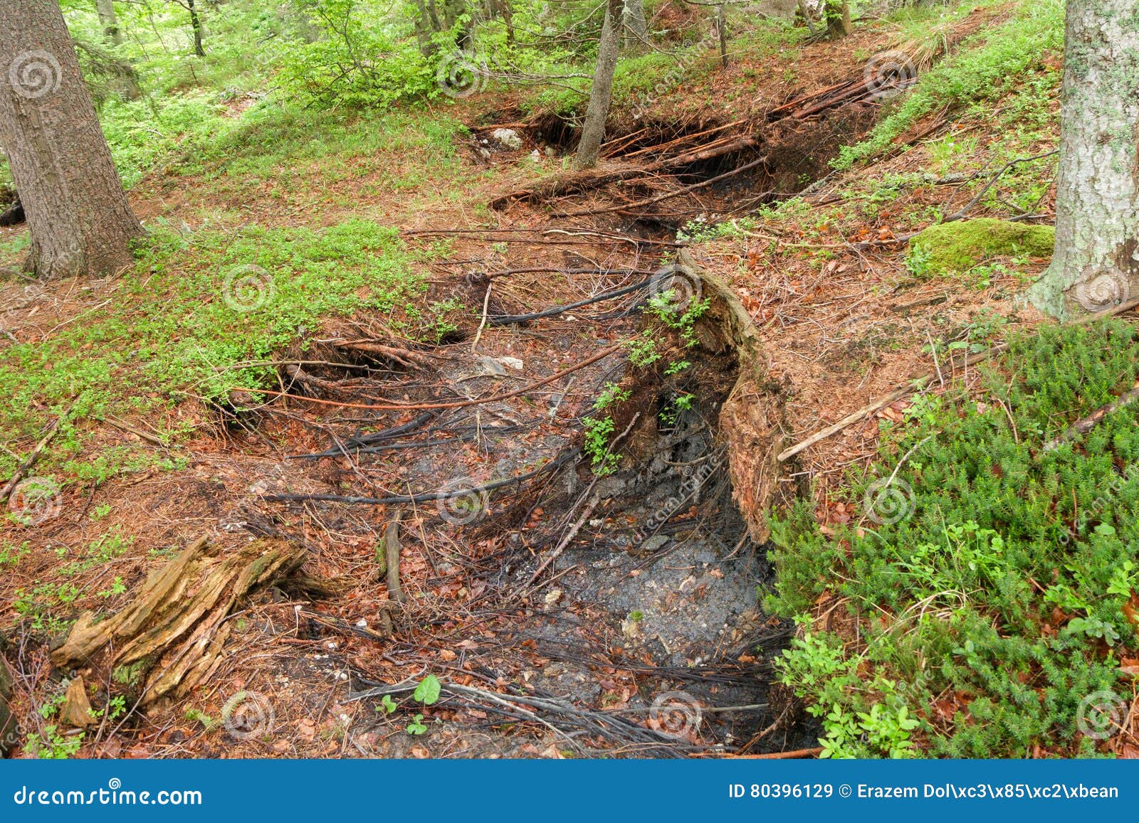 Crack in the Earth and Pulled Tree Roots, Consequence of a Lands Stock ...