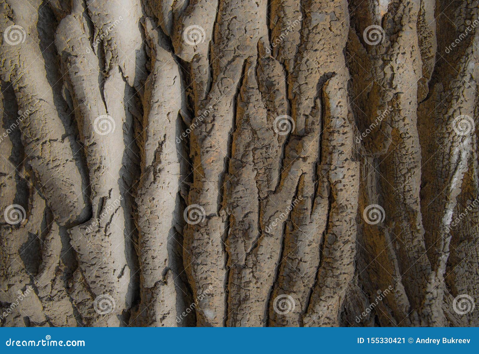 Crack on a Fragment of the Bark of an Old Tree Stock Image - Image of ...