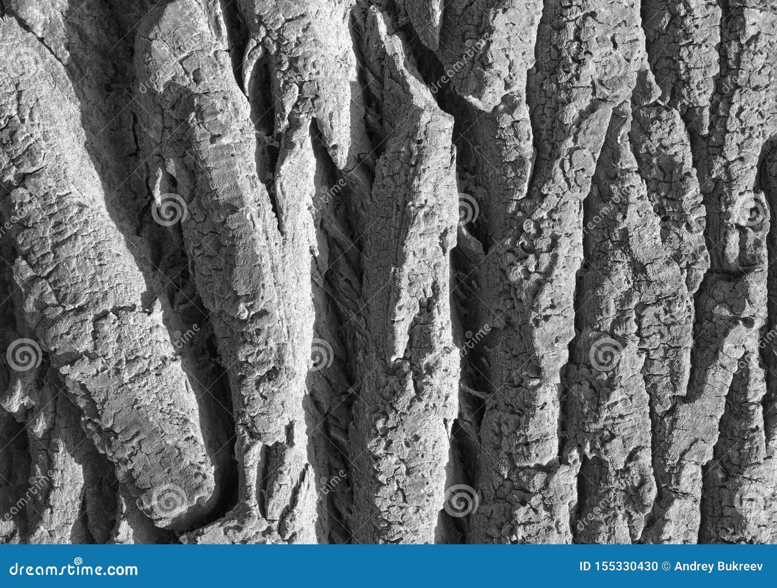 Crack on a Fragment of the Bark of an Old Tree Stock Photo - Image of ...