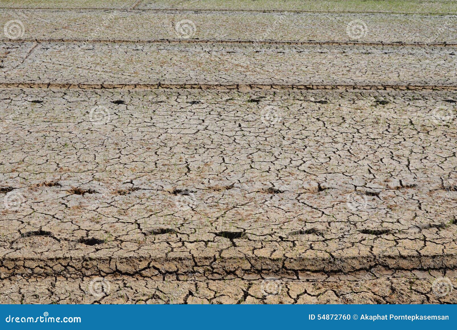 Crack ground stock photo. Image of paddy, damage, ground - 54872760
