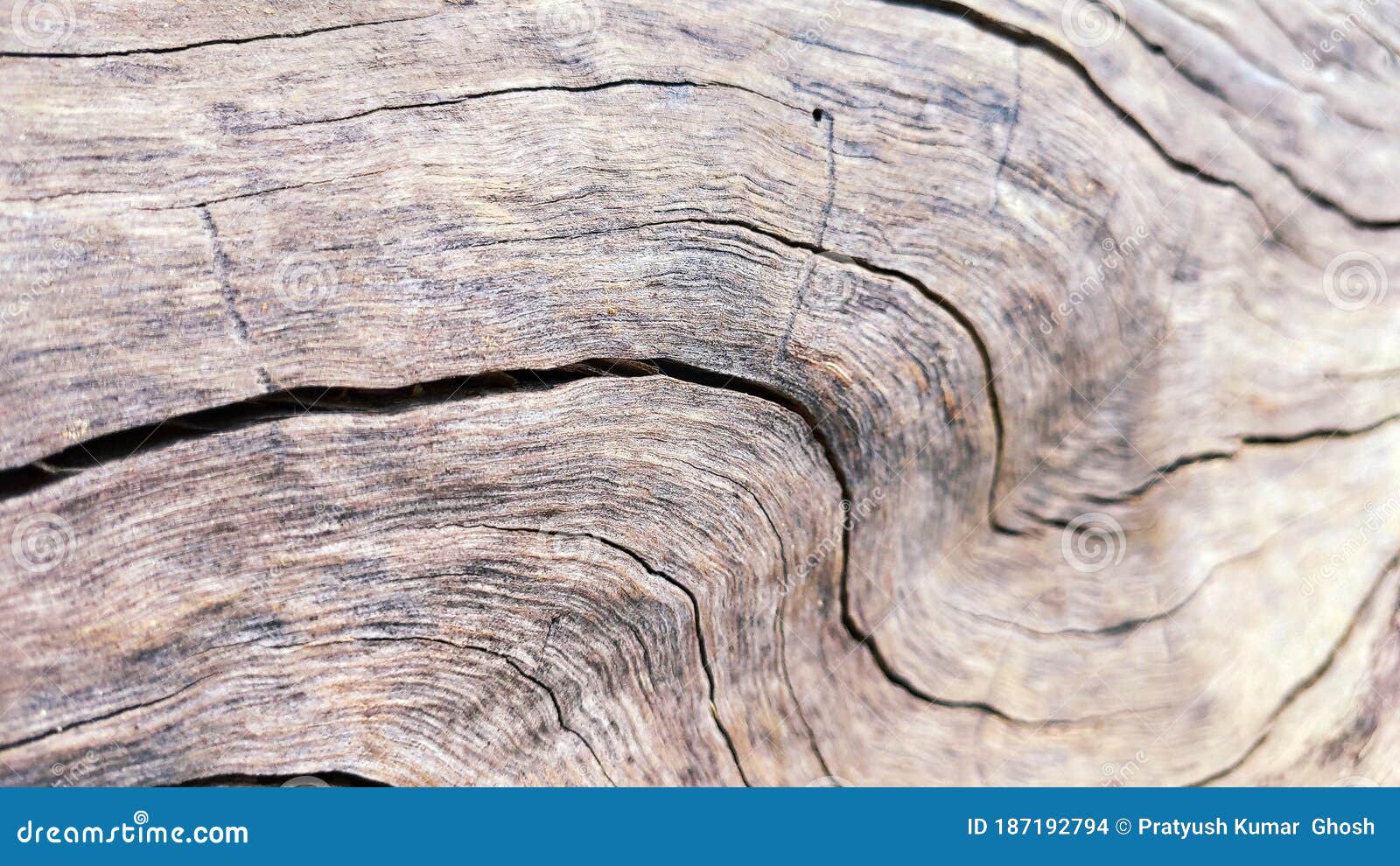 Crack Marks on a Wooden Trunk Surface Stock Photo - Image of morning ...