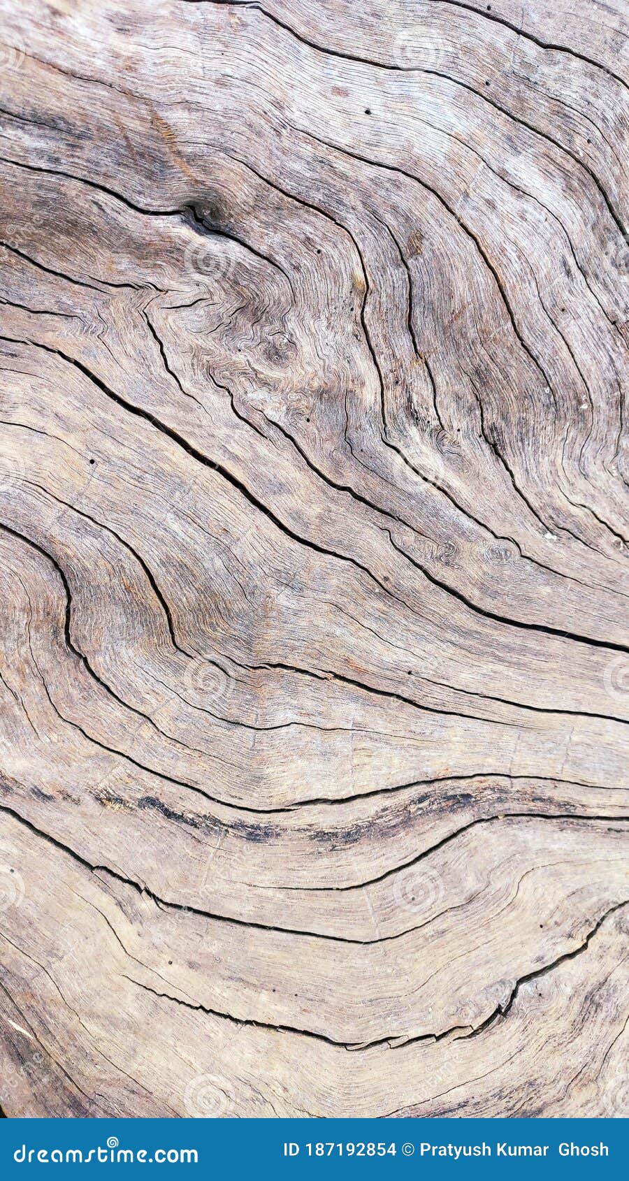 Crack Marks on a Wooden Trunk Surface Stock Photo - Image of font ...