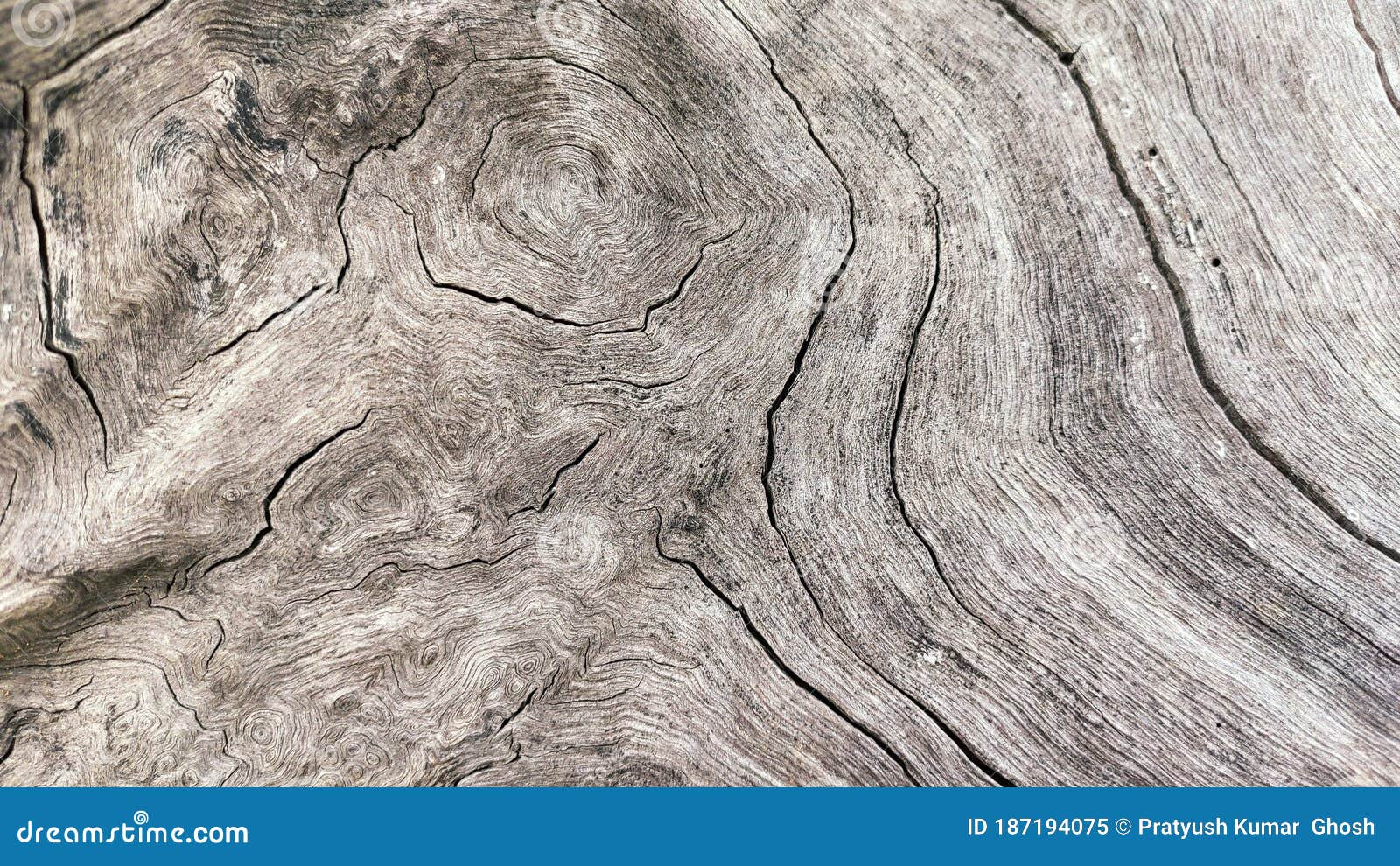 Crack Marks on a Wooden Trunk Surface Stock Image - Image of plant ...