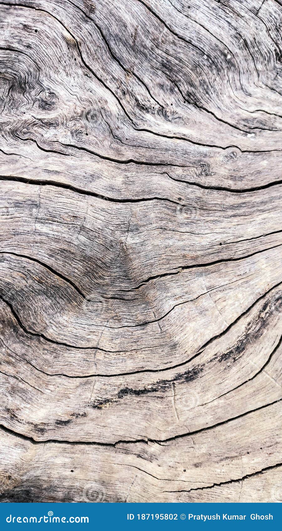 Crack Marks on a Wooden Trunk Surface Stock Photo - Image of label ...