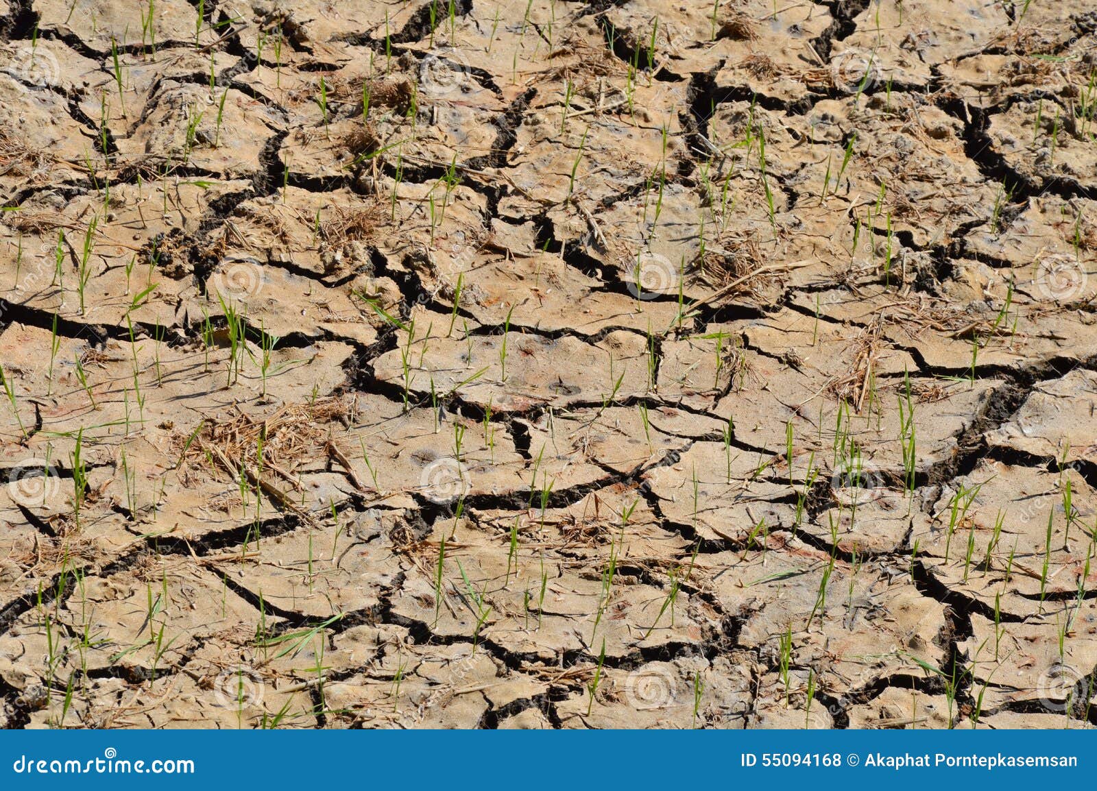 Crack Paddy Field in Dry Season Stock Photo - Image of ground, texture ...