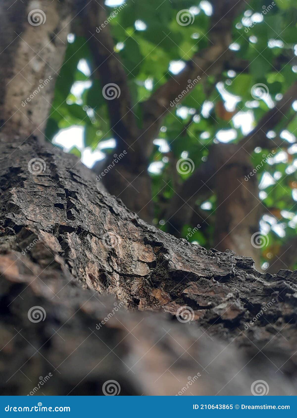 Crack on the tree stock image. Image of nature, crack - 210643865