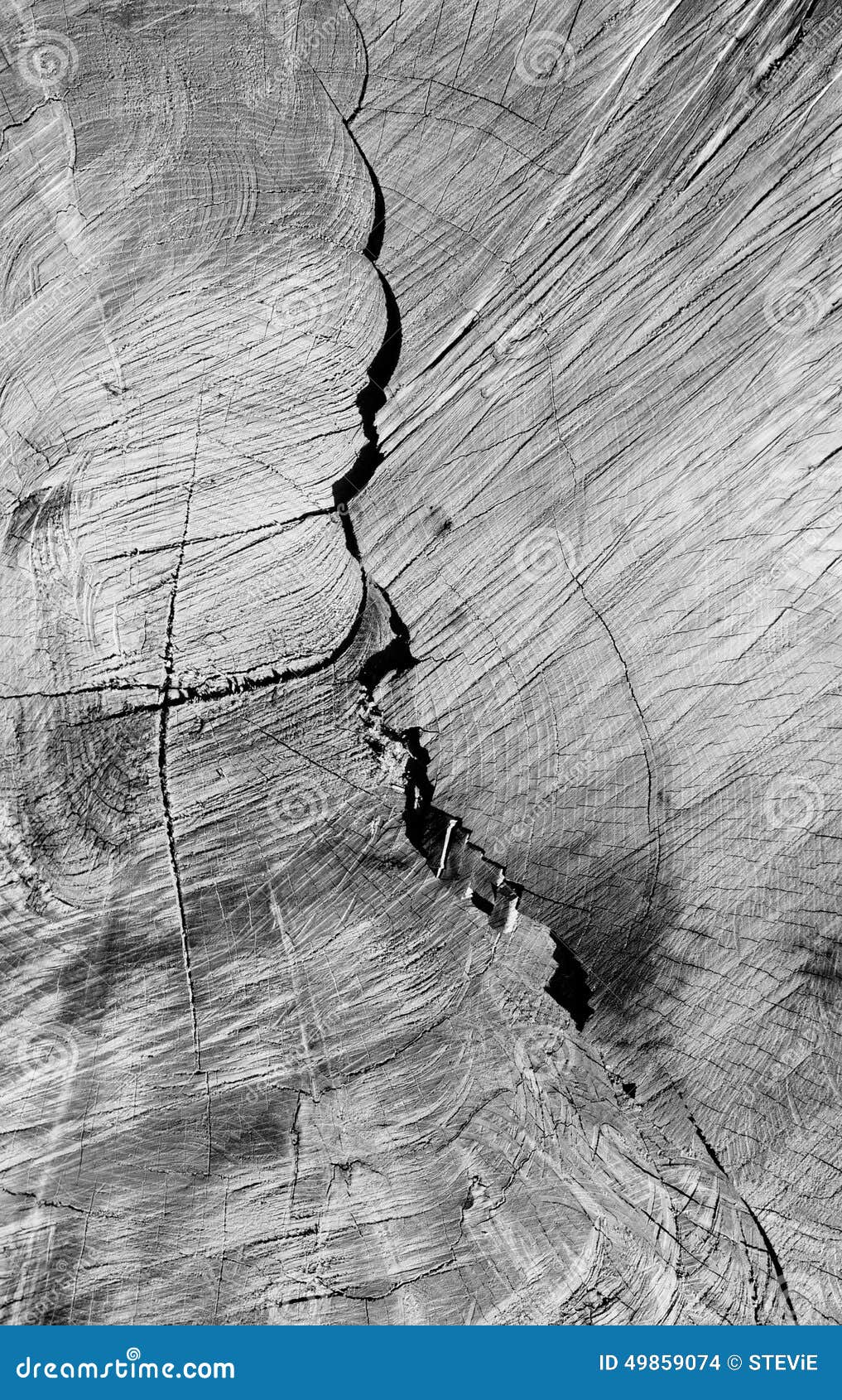 Crack in tree stock photo. Image of crack, ring, tree - 49859074