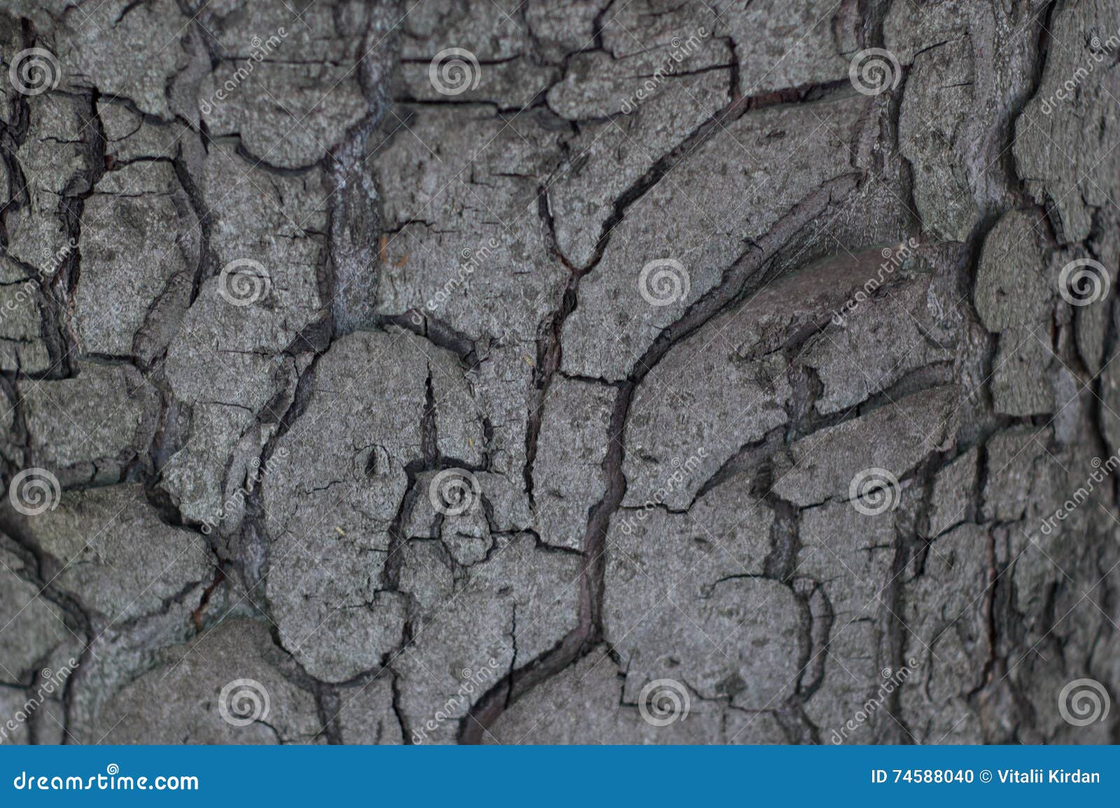 A crack in a tree stock photo. Image of clear, brown - 74588040
