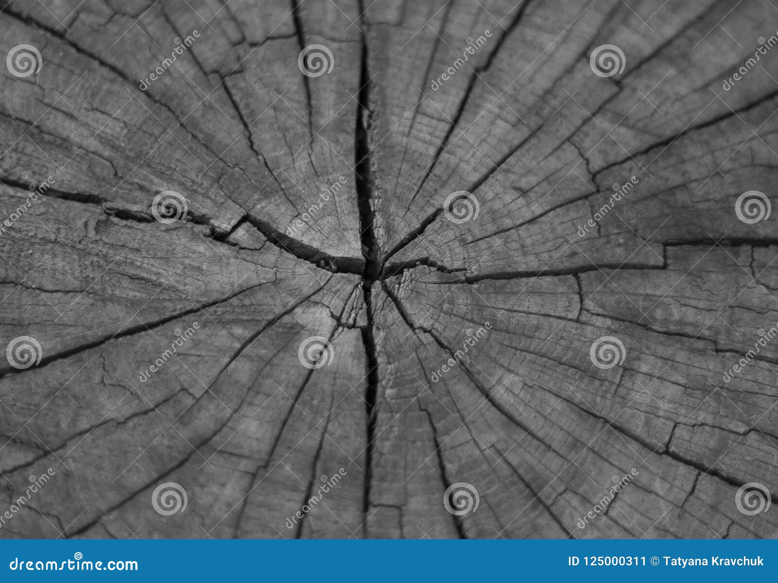 Crack in the tree stock image. Image of timber, fissure - 125000311