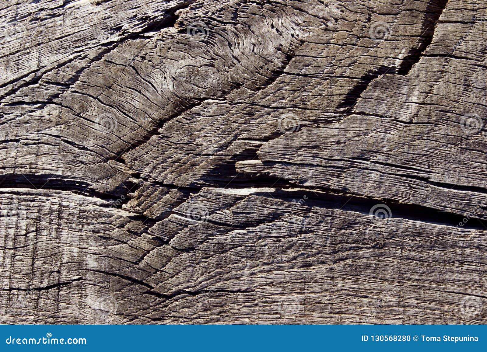 Crack Tree Texture. Nature Texture Background Stock Photo - Image of ...