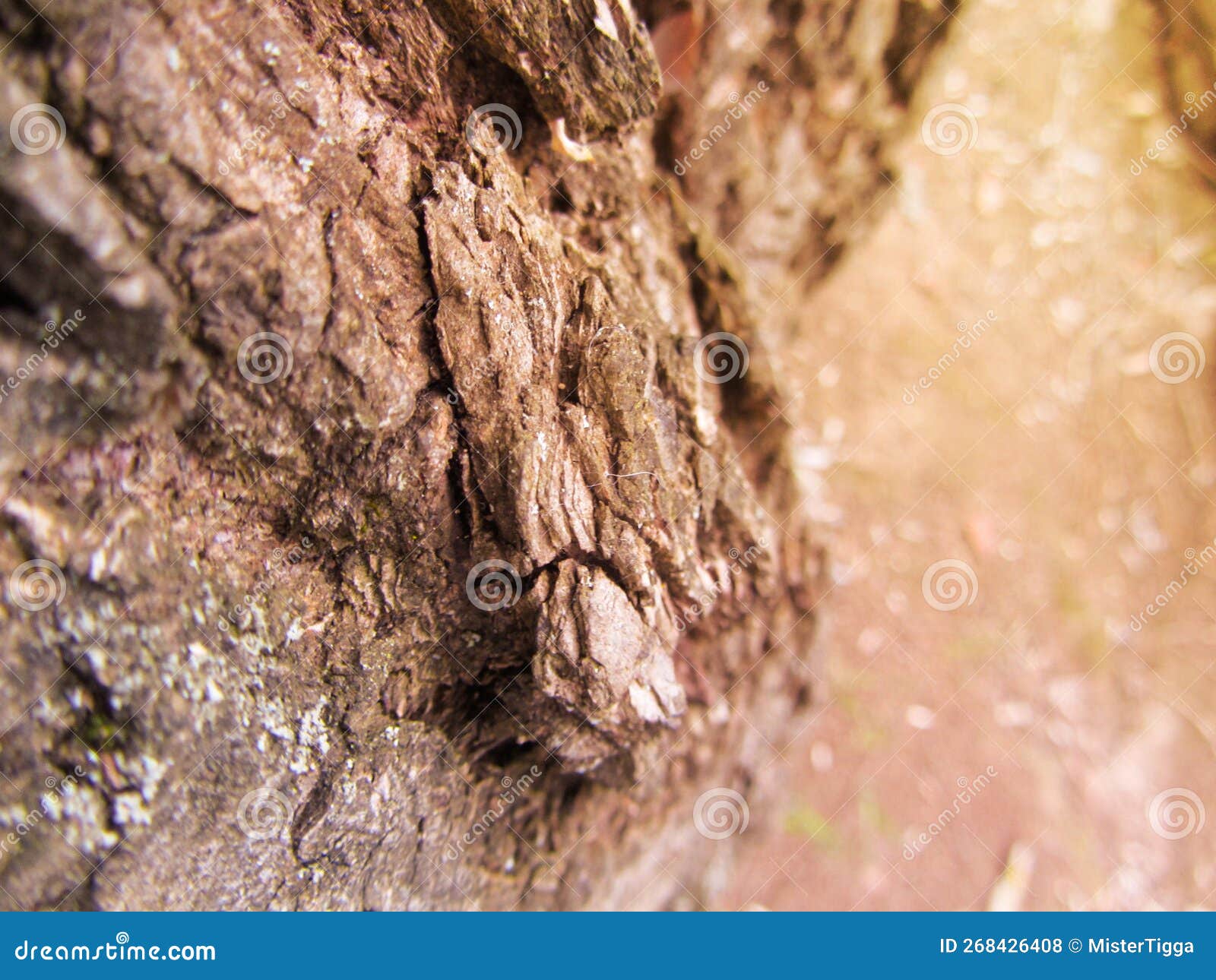 Crack in the Trunk of a Tree, Tree Bark Near Stock Photo - Image of ...