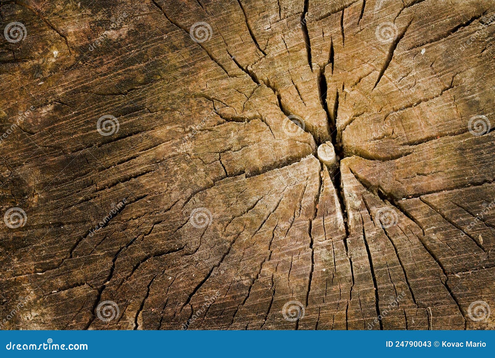 Crack wood stock image. Image of round, growth, detail - 24790043