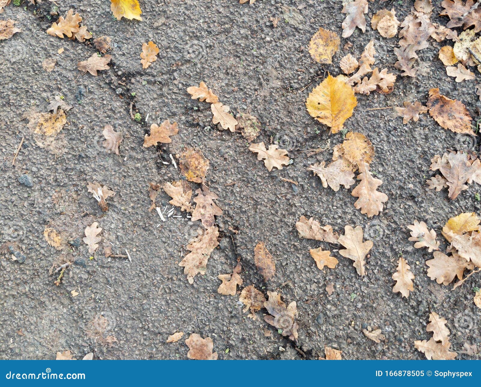 Full Frame Autumn Leaves Fallen on Asphalt Footpath Stock Image - Image ...
