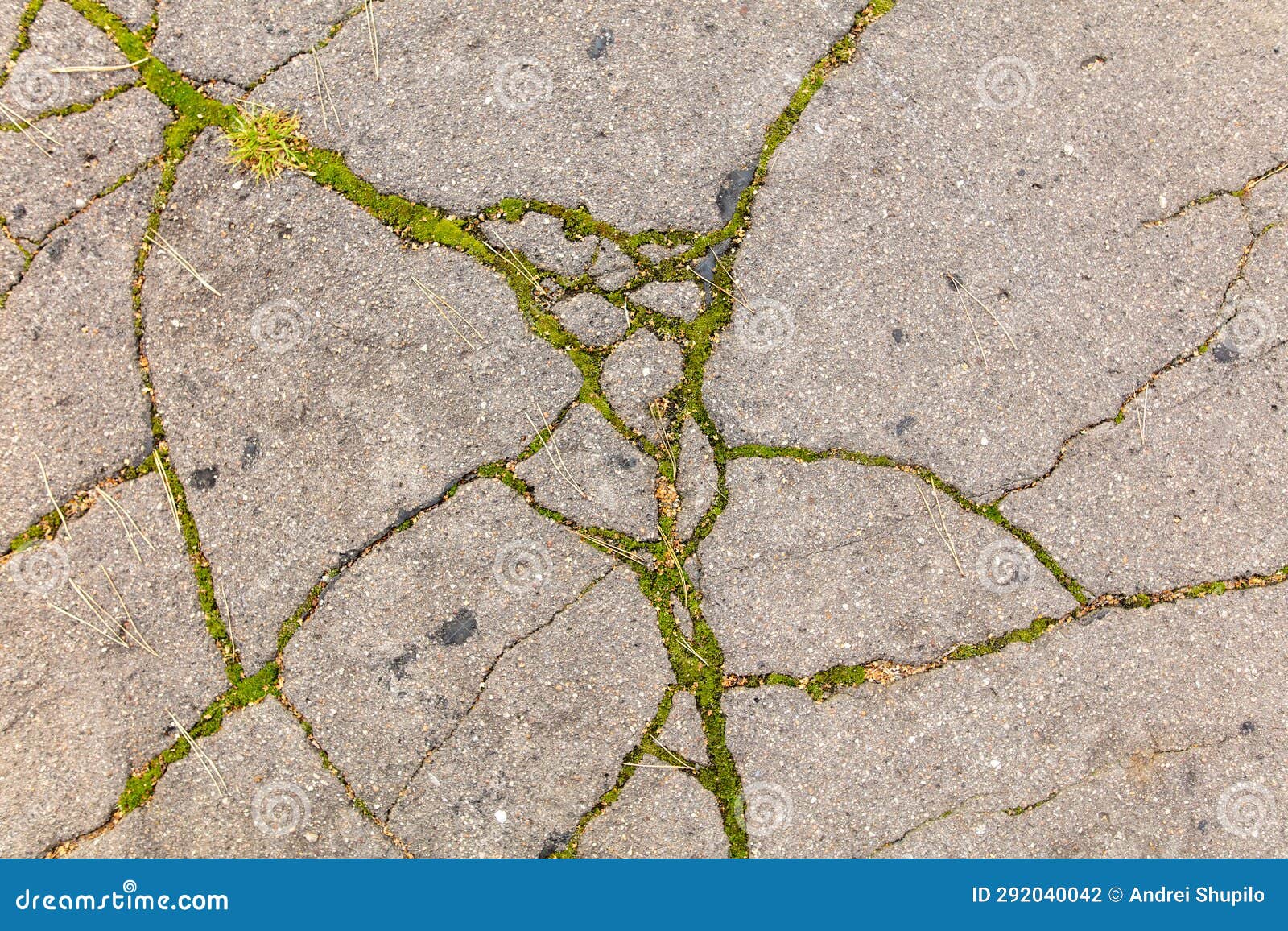 Cracked Asphalt Overgrown with Moss As an Abstract Background Stock ...