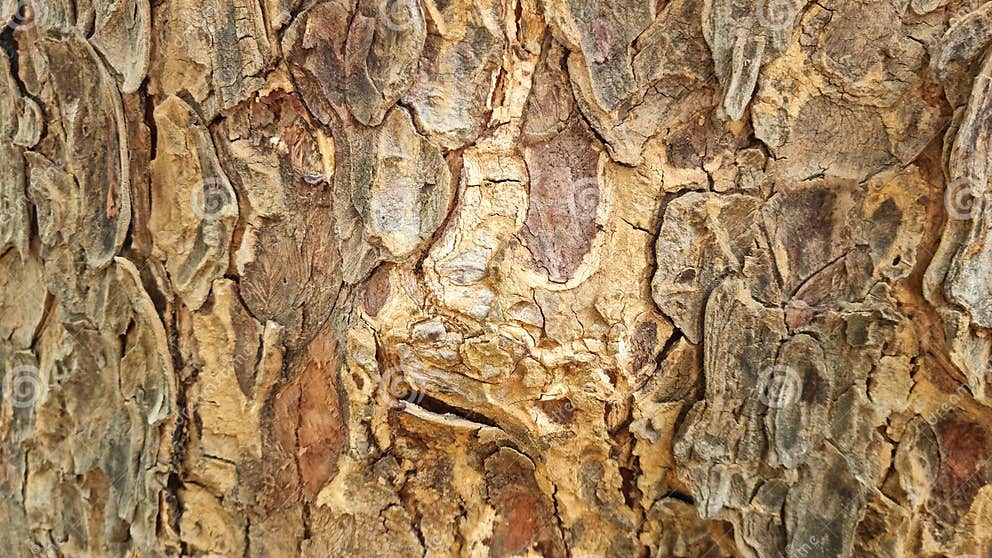 The bark of a large tree stock photo. Image of natural - 324573182