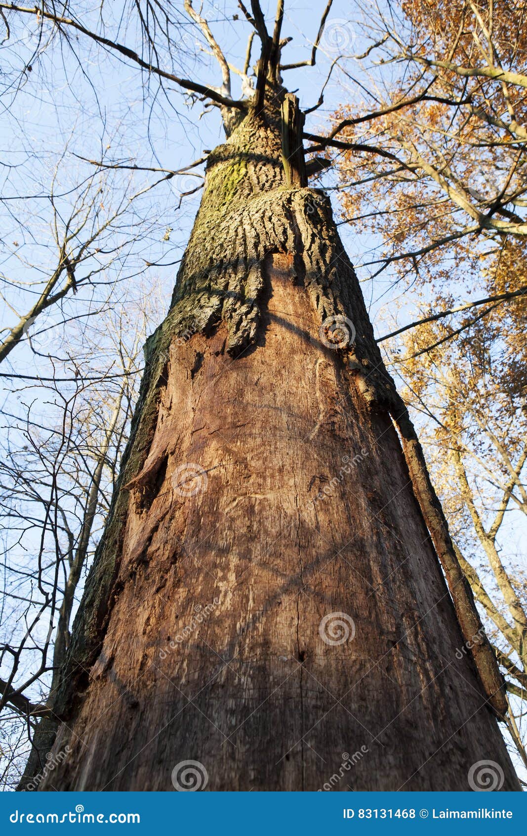 Cracked Bark of the Oak Tree. Stock Photo - Image of pattern, line ...