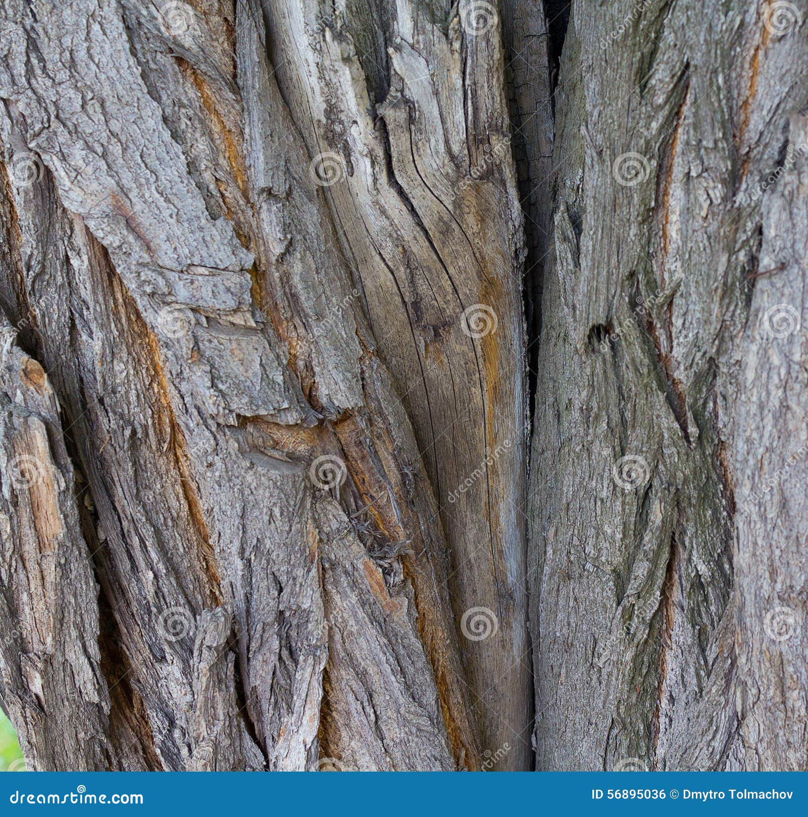 Cracked bark of old tree stock photo. Image of formal - 56895036