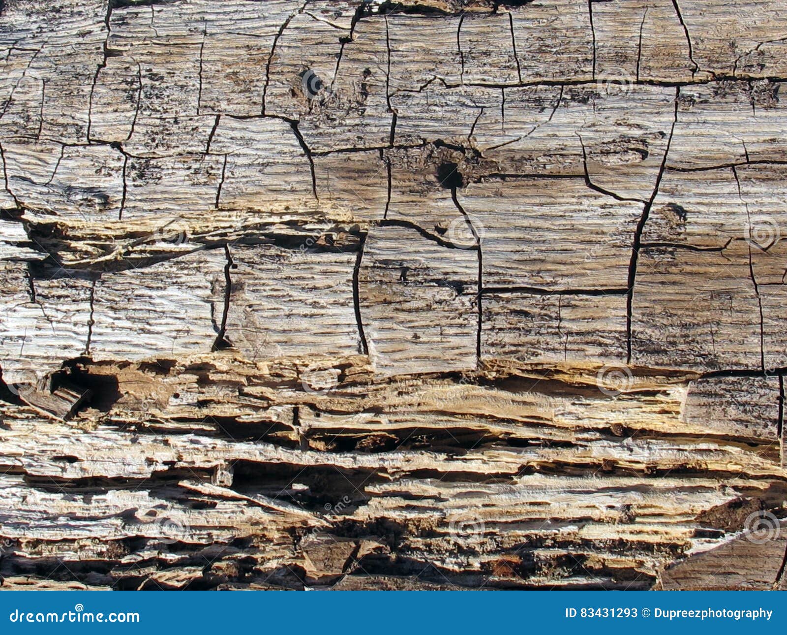 Cracked Bark on an Old Tree Stock Image - Image of drought, firewood ...