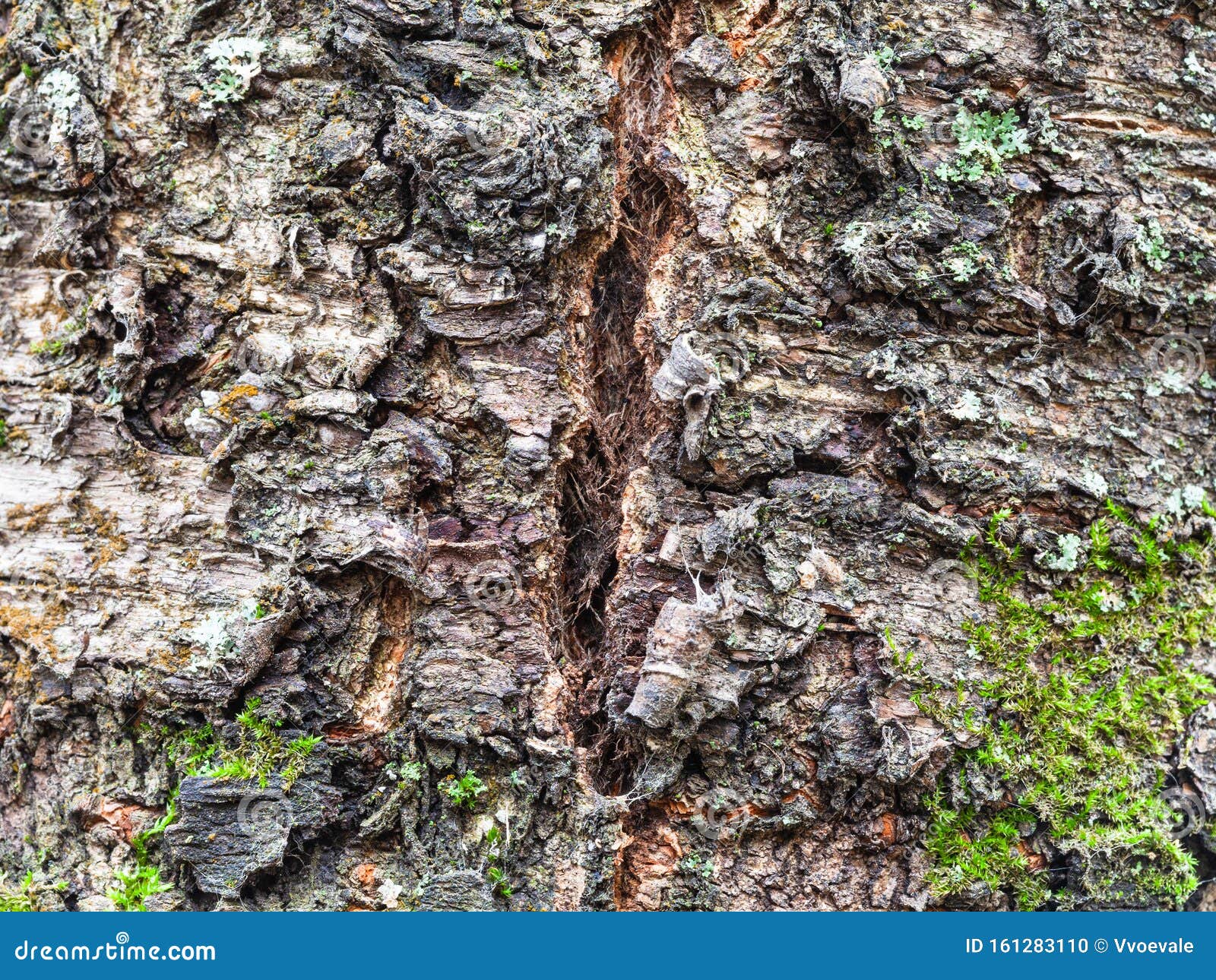 Cracked Bark on Old Trunk of Cherry Tree Close Up Stock Photo - Image ...