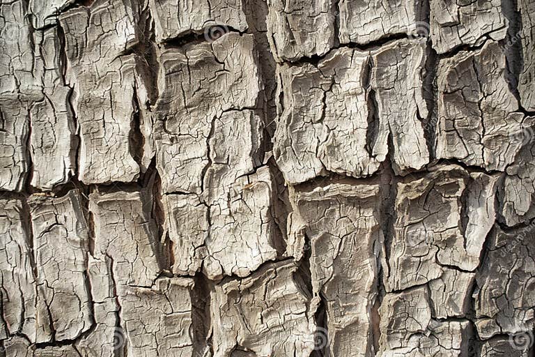 Cracked Bark Texture stock illustration. Illustration of tree - 342139014