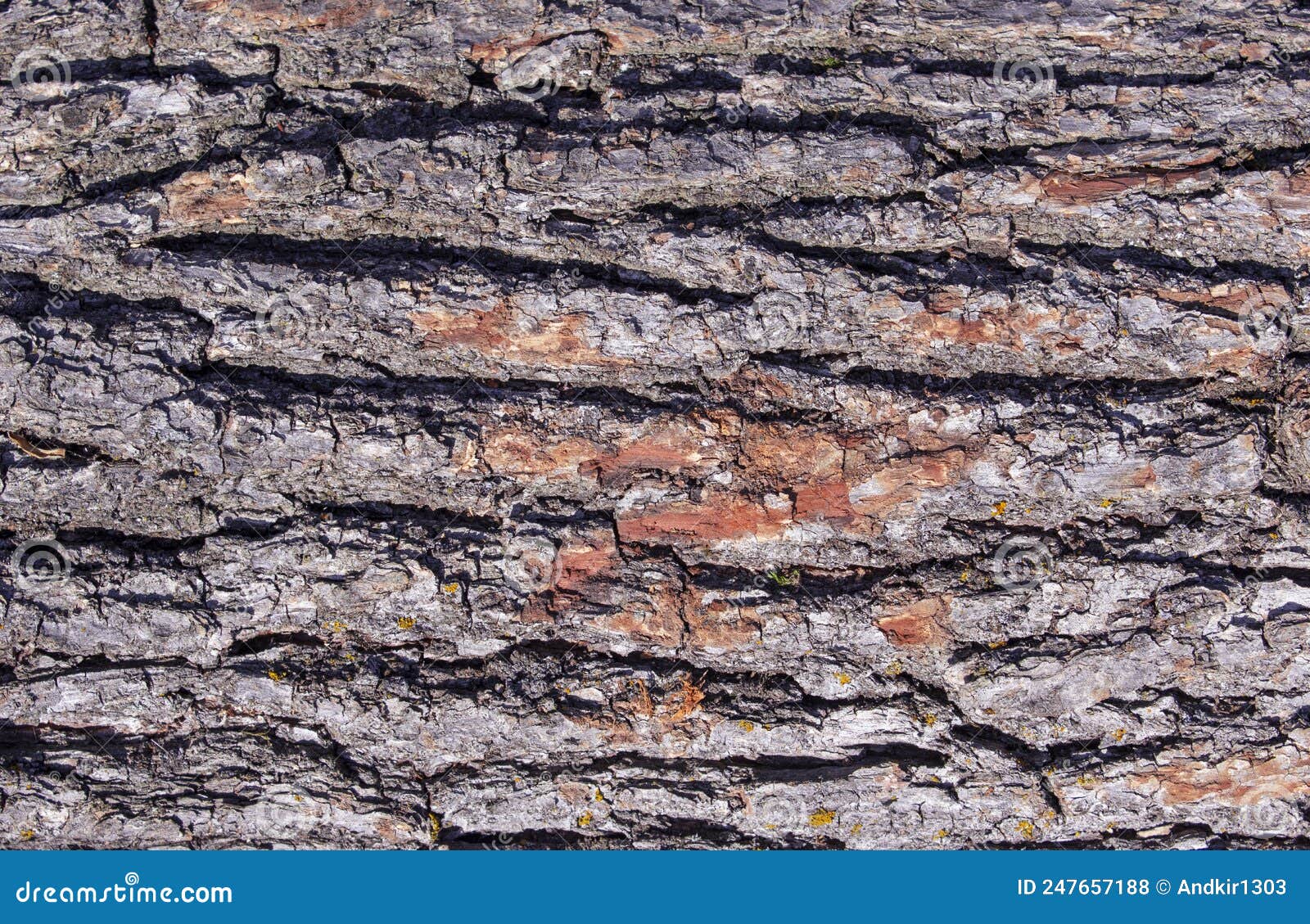 Cracked Bark Texture, Old Tree Stock Photo - Image of material, closeup ...