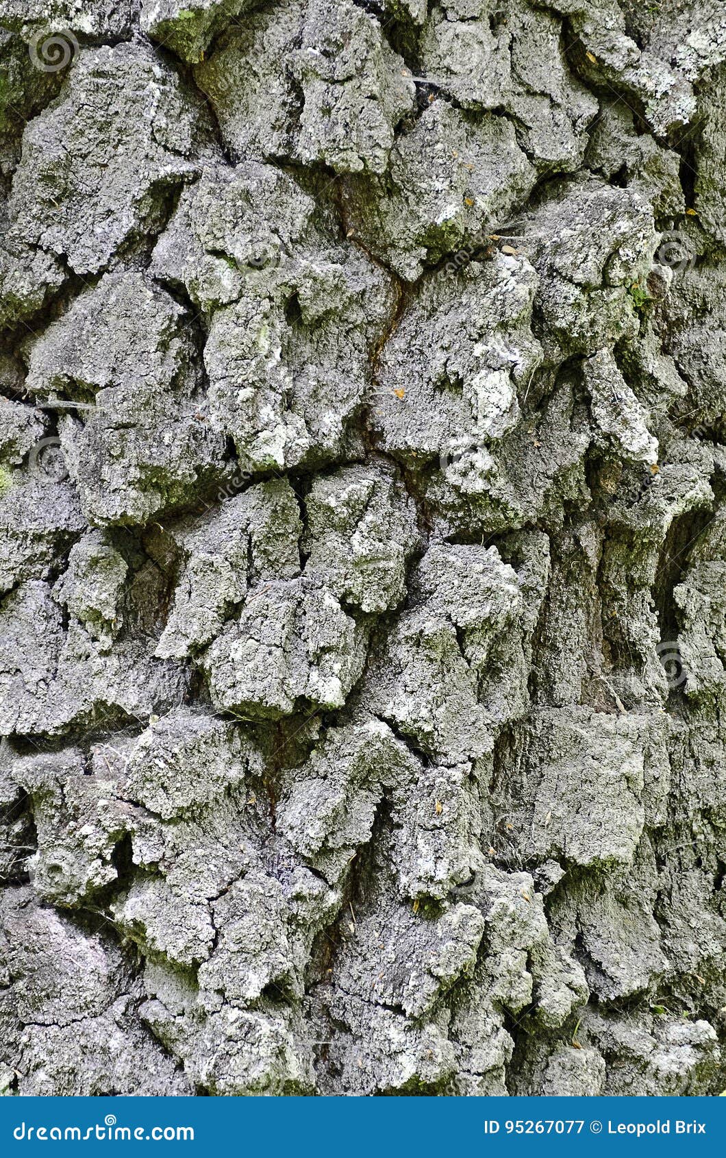 Cracked bark stock image. Image of leaf, cracked, bark - 95267077