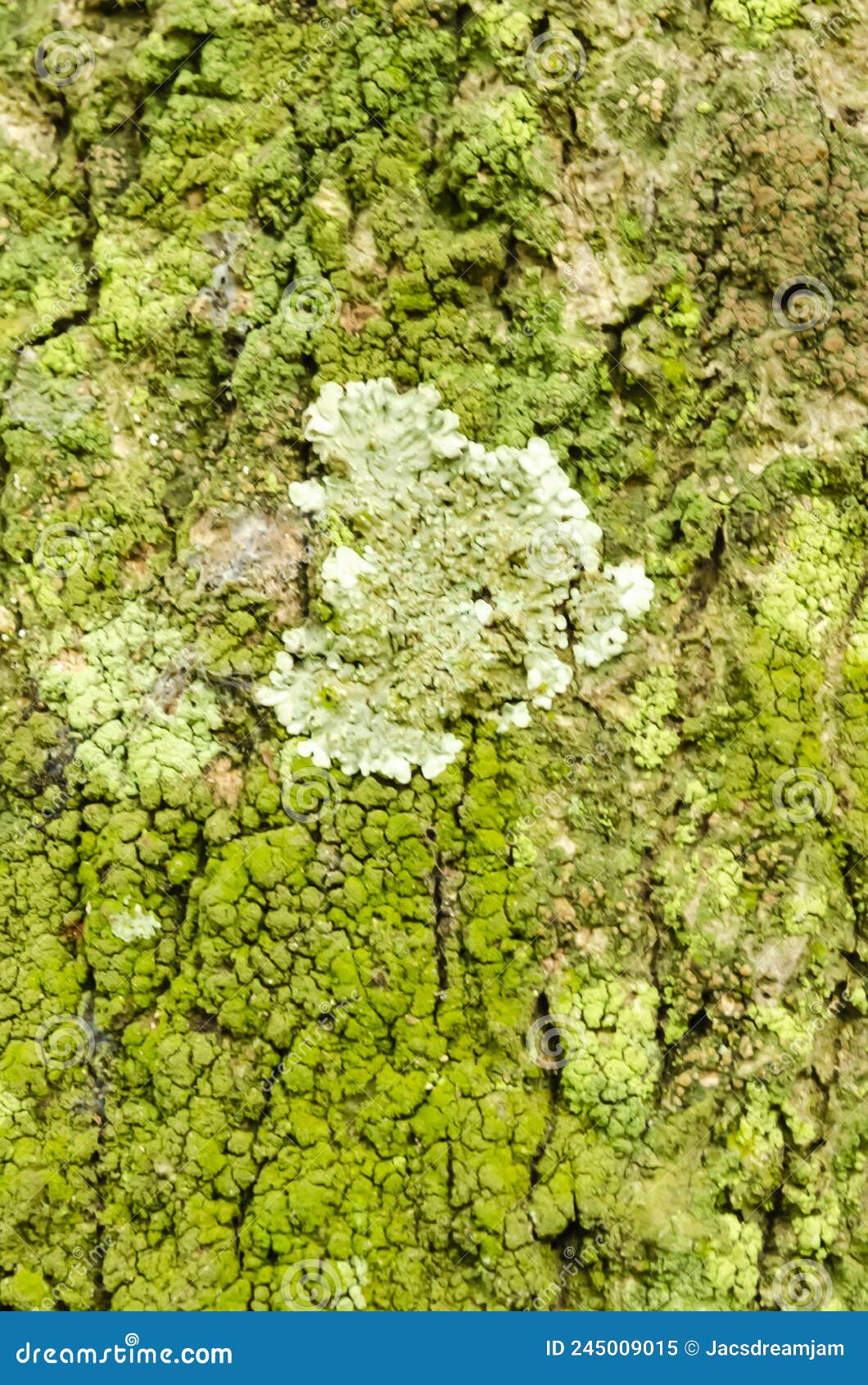 Tree Bark with Algae and Lichen Stock Image - Image of lichen, algae ...