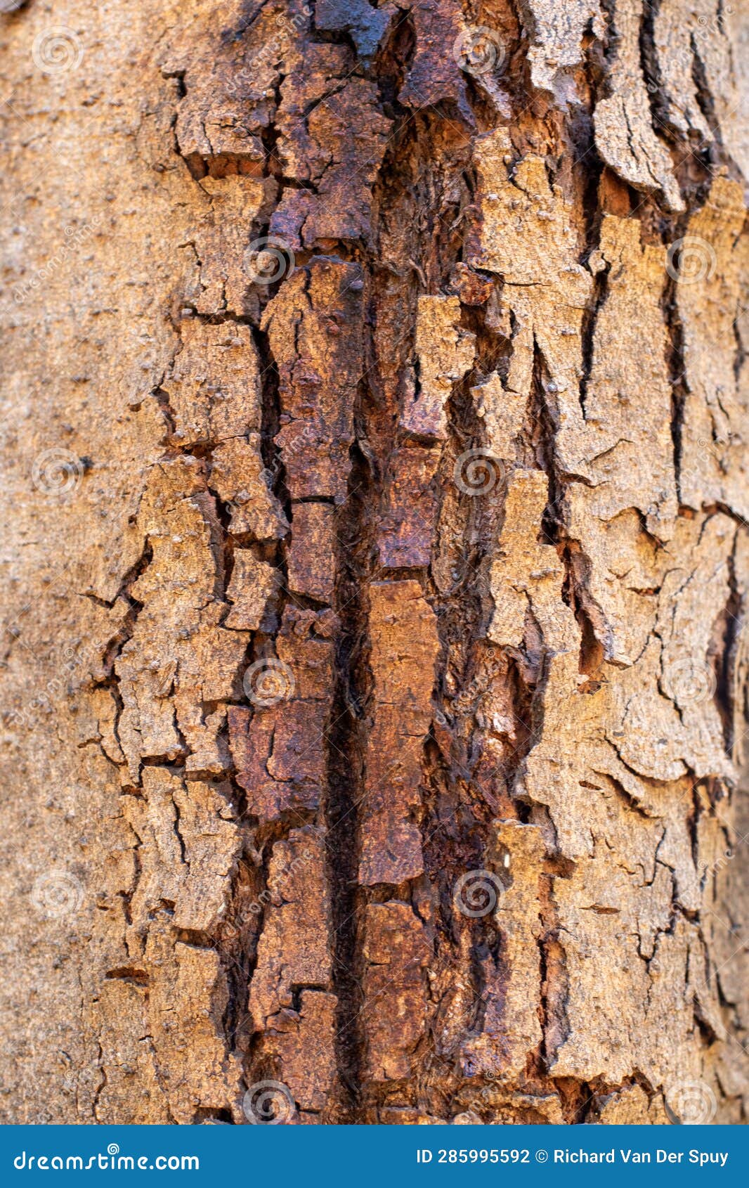 Cracked Bark of a Tree Trunk Stock Photo - Image of nature, book: 285995592