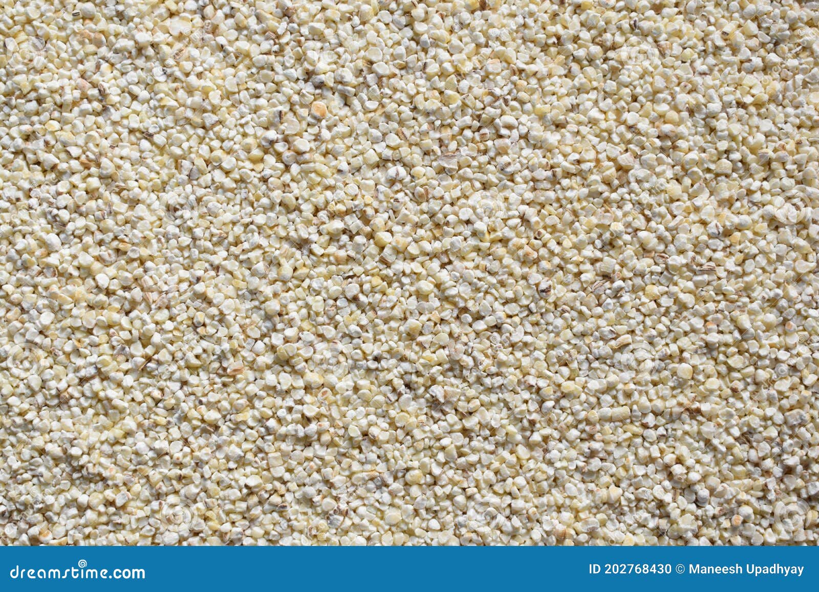 Cracked Barley cereal stock photo. Image of agriculture - 202768430