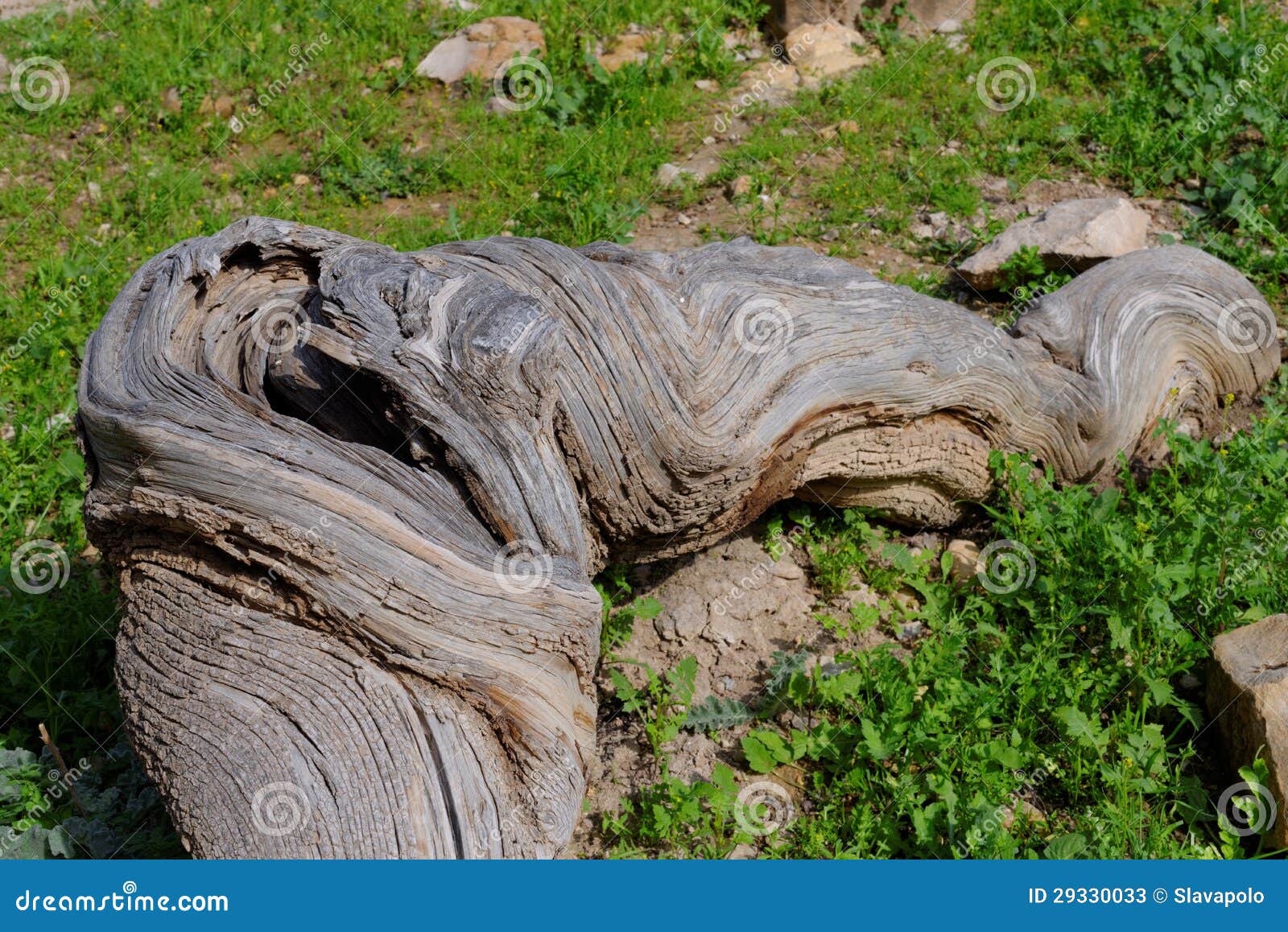 Cracked and Bent Olive Tree Root Stock Image - Image of close, outdoor ...