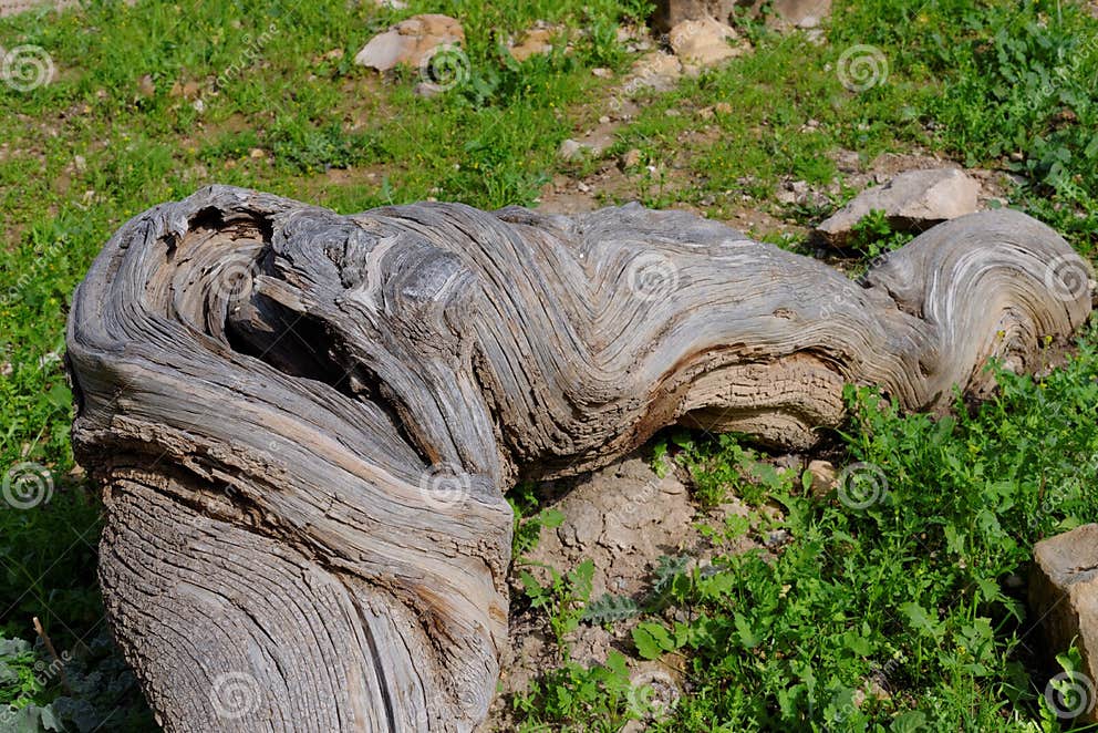 Cracked and Bent Olive Tree Root Stock Image - Image of close, outdoor ...