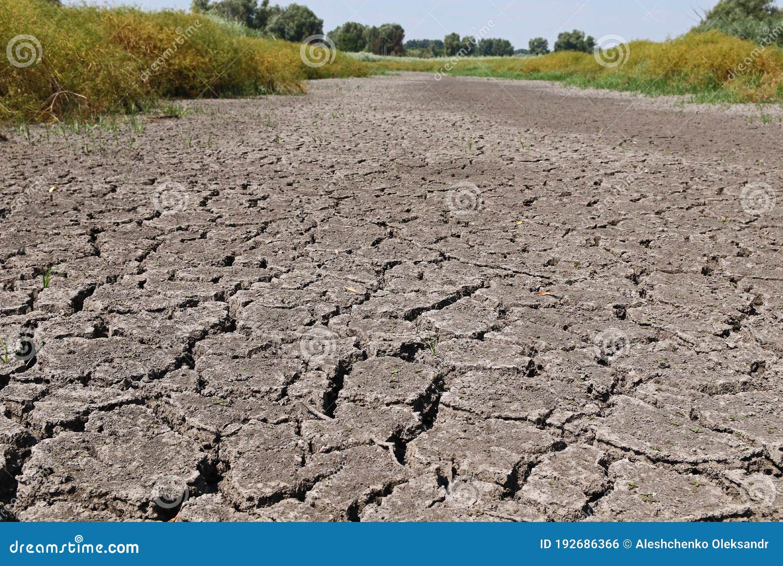 Cracked Bottom of a Dry River Stock Photo - Image of leaf, growing ...