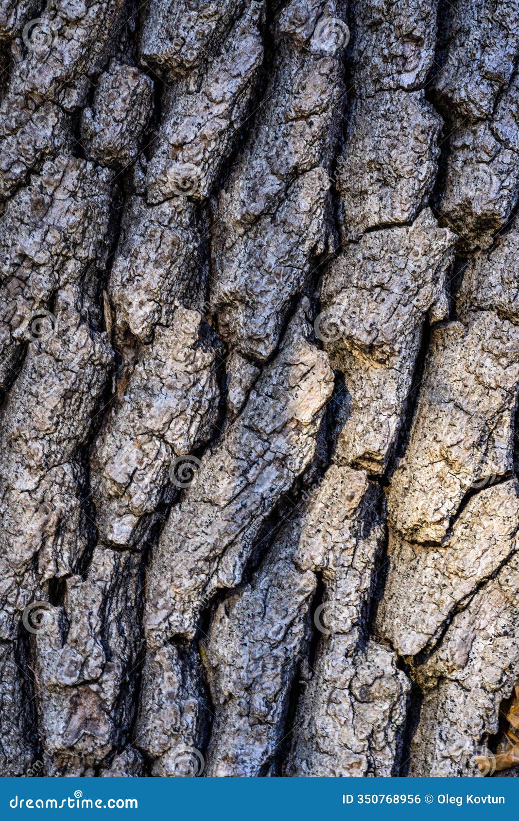 Cracked Brown Bark of an Old Oak Tree in the Garden, Ukraine Stock ...