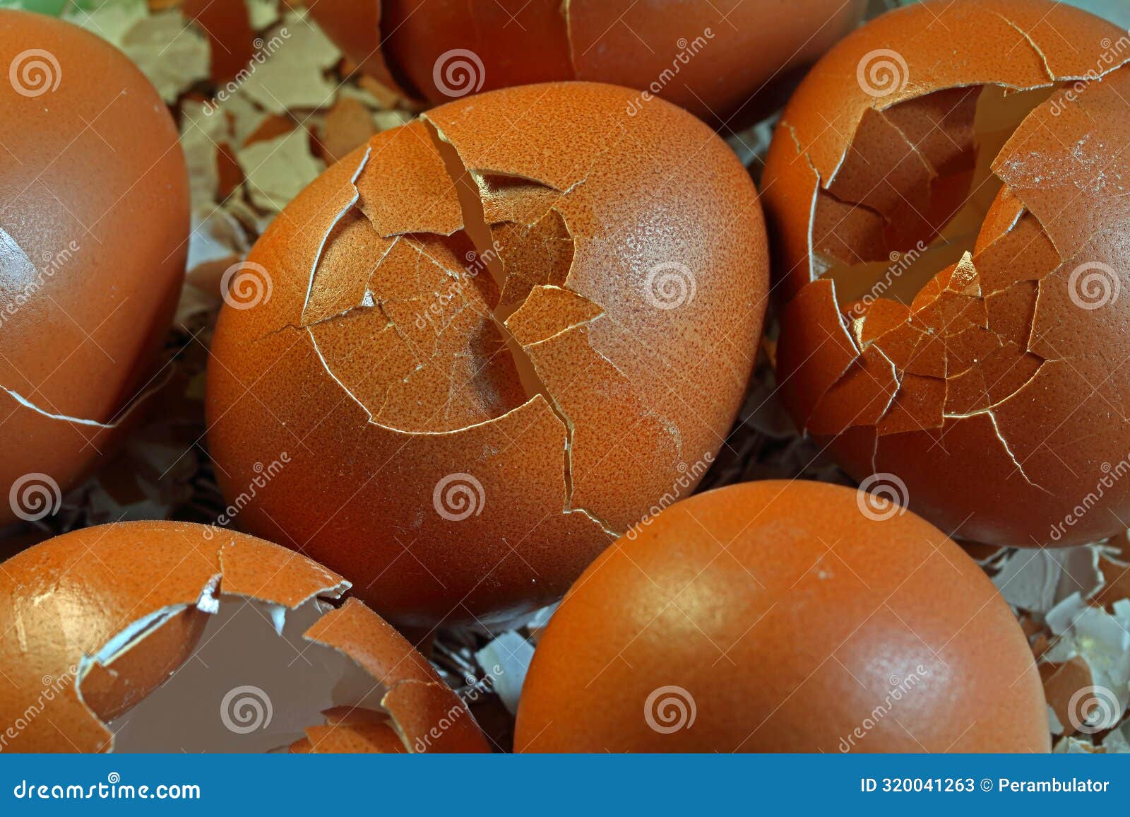 CRACKED CHICKEN EGG SHELLS stock image. Image of poultry - 320041263
