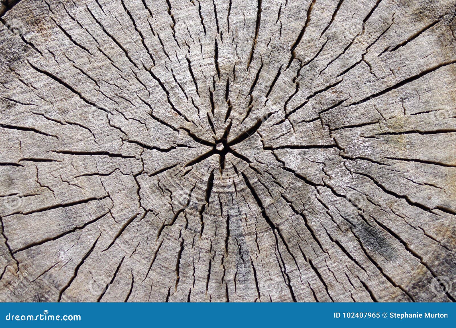 Cracked wood stock image. Image of cracked, spiral, texture - 102407965