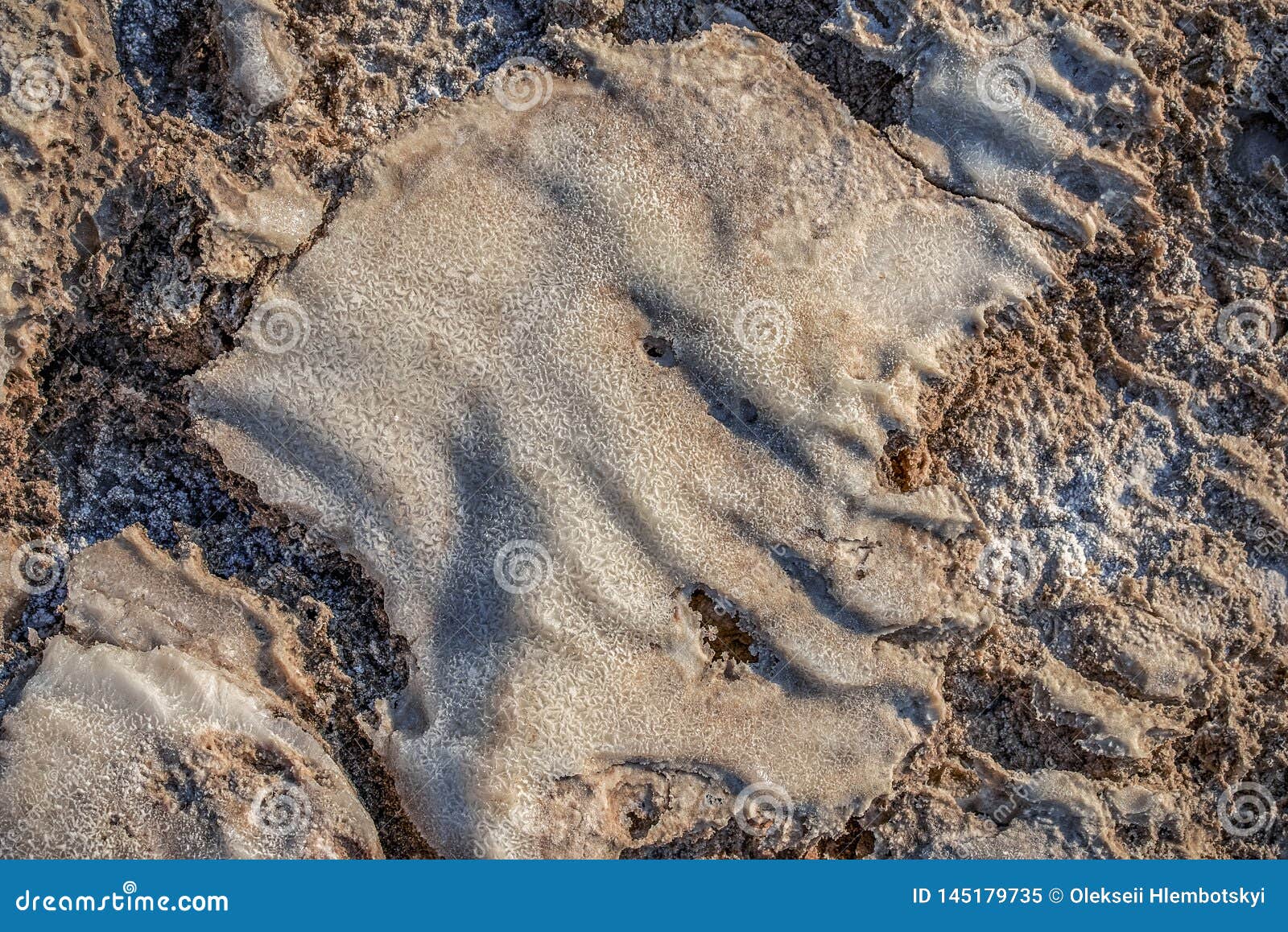 Cracked Clay with Salt on the Seafront of the Dead Sea Stock Image ...