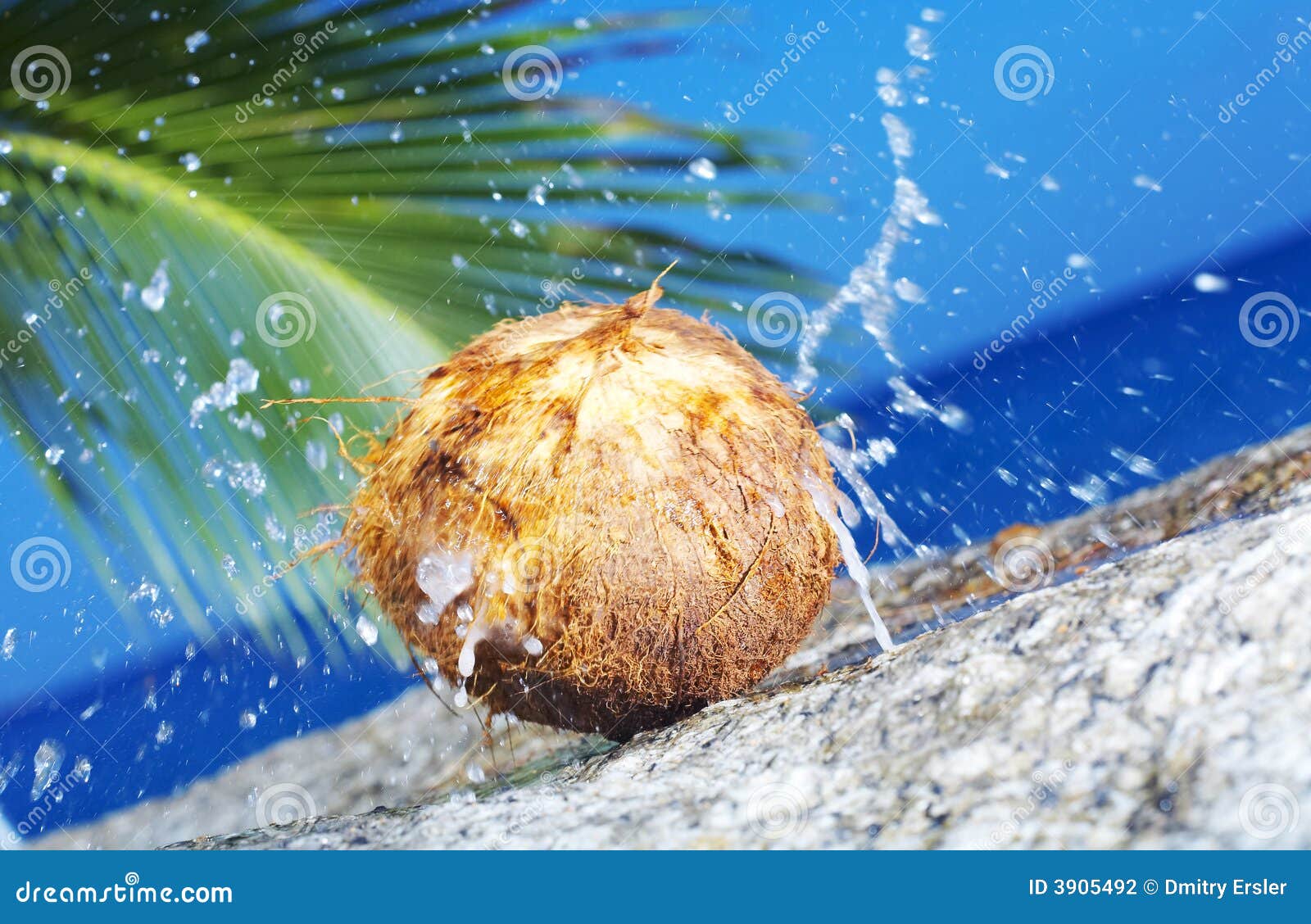 Cracked coconut stock photo. Image of natural, brown, round - 3905492