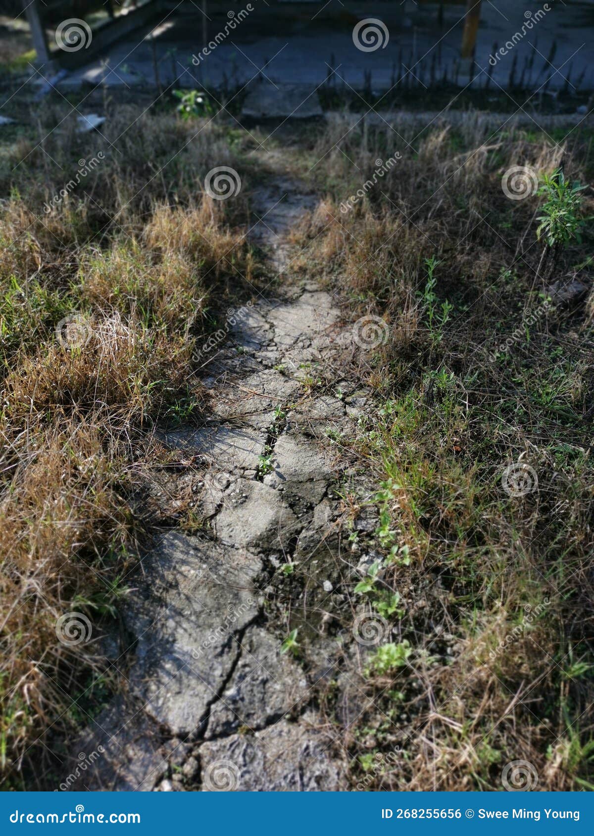 Cracked Concrete Pathway To the Rural Farm. Stock Photo - Image of bush ...