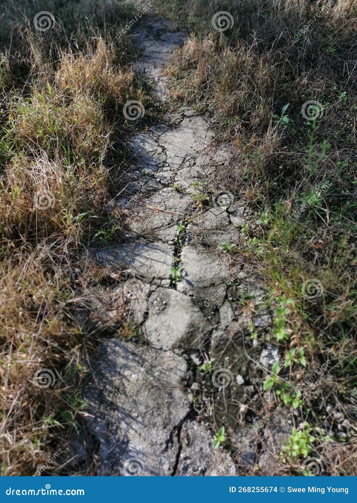 Cracked Concrete Pathway To the Rural Farm. Stock Photo - Image of ...