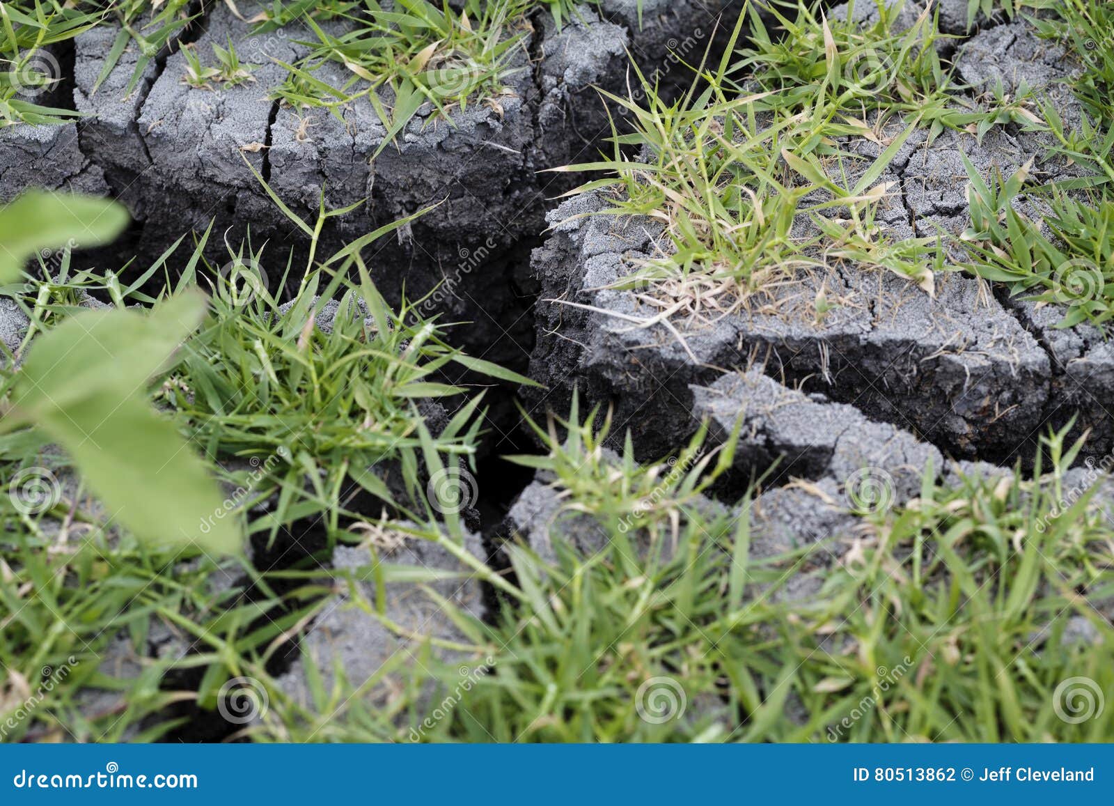Cracked Dried Gray Mud with Green Grass Stock Photo - Image of gray ...