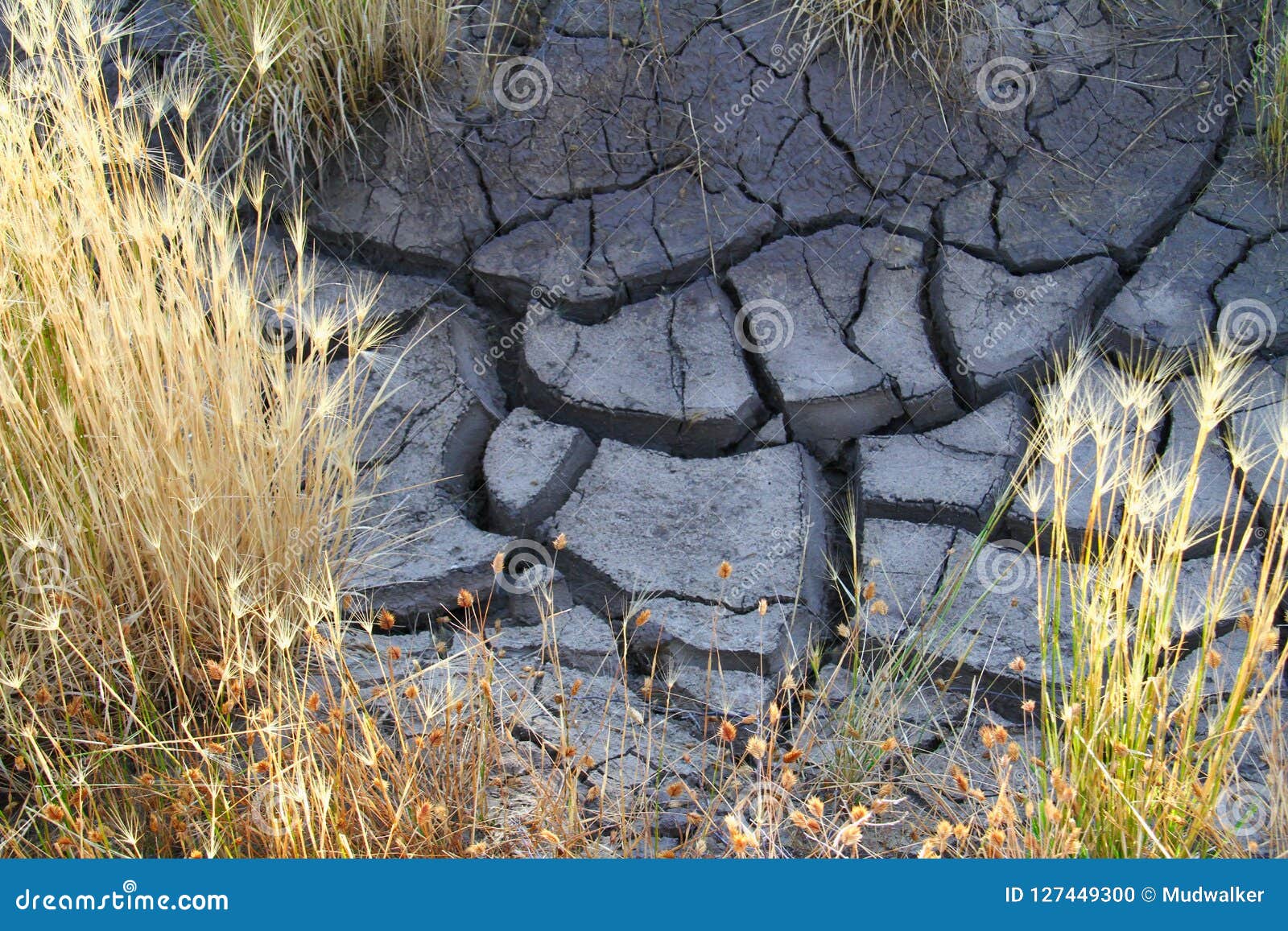 Cracked Dry Desert Mud in Colorado Stock Photo - Image of outdoor ...