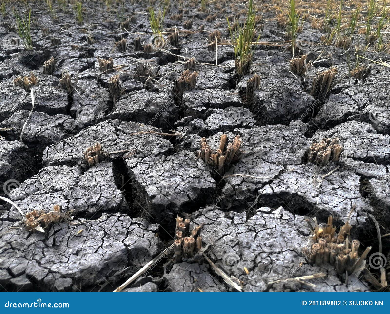 Cracked Dry Field Ground in the Dry Season Stock Photo - Image of ...