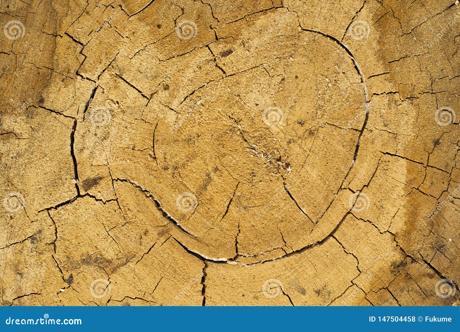 Cracked Dry Oak Texture Oak Stump Background Stock Photo - Image of ...