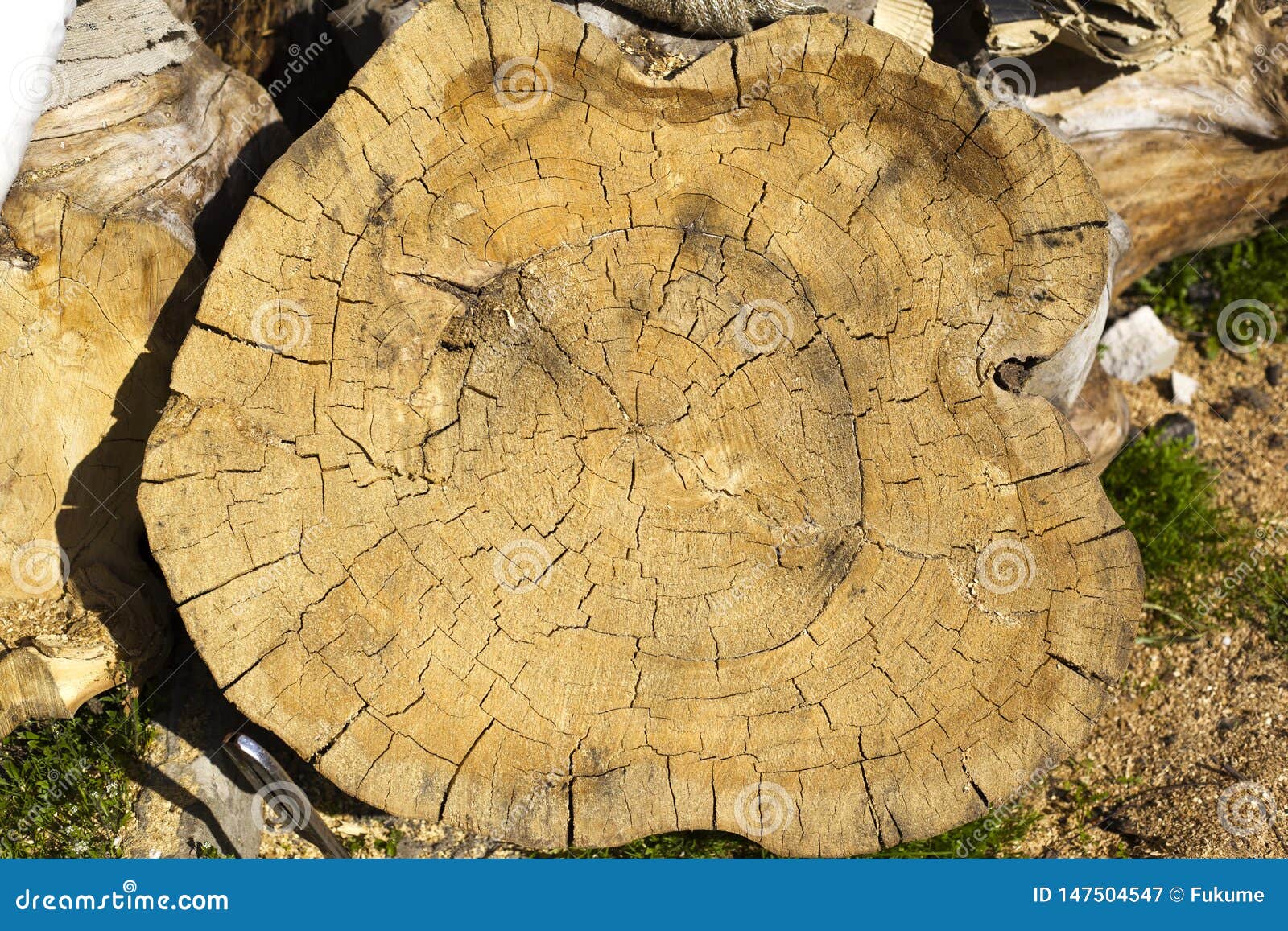 Cracked Dry Oak Texture Oak Stump Background Stock Image - Image of ...